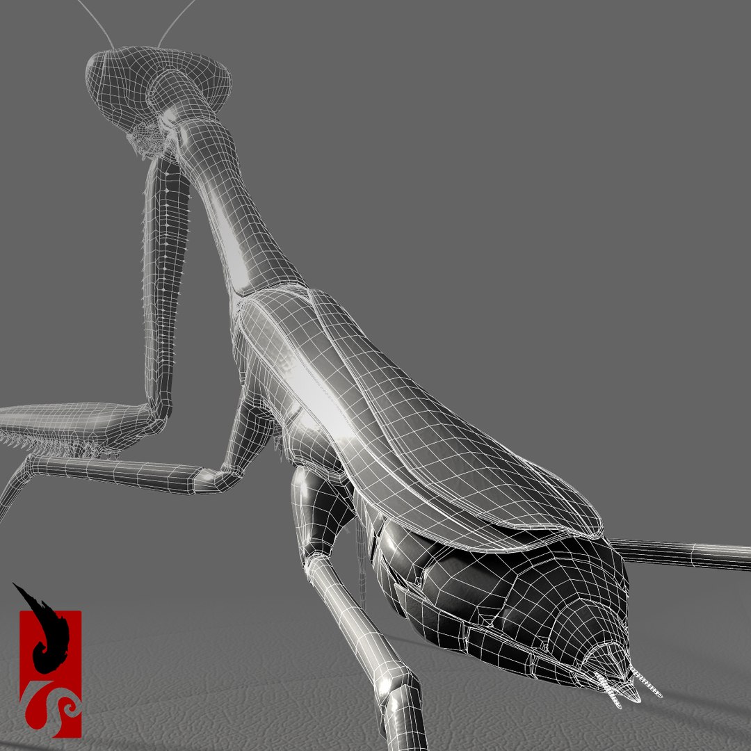 3d california praying mantis - model