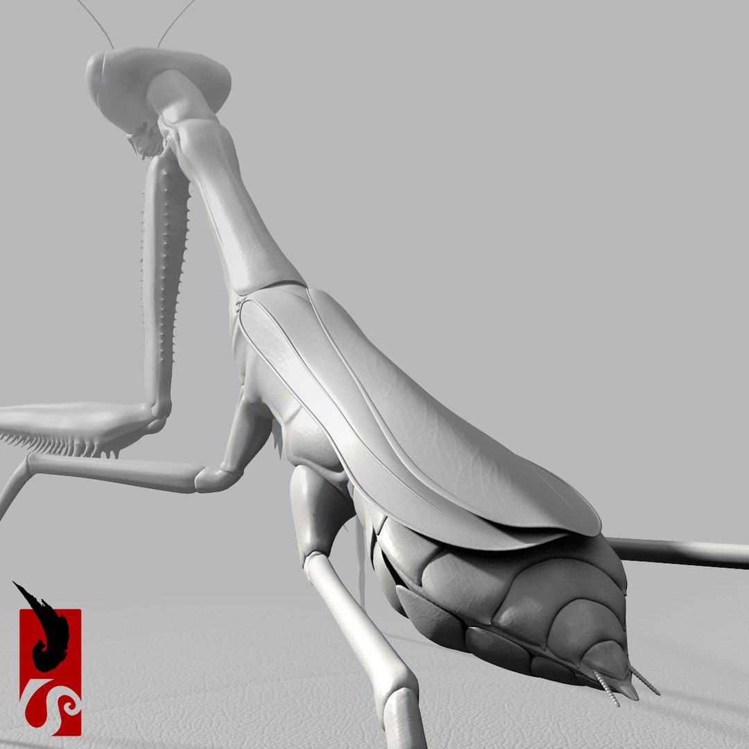 3d california praying mantis - model