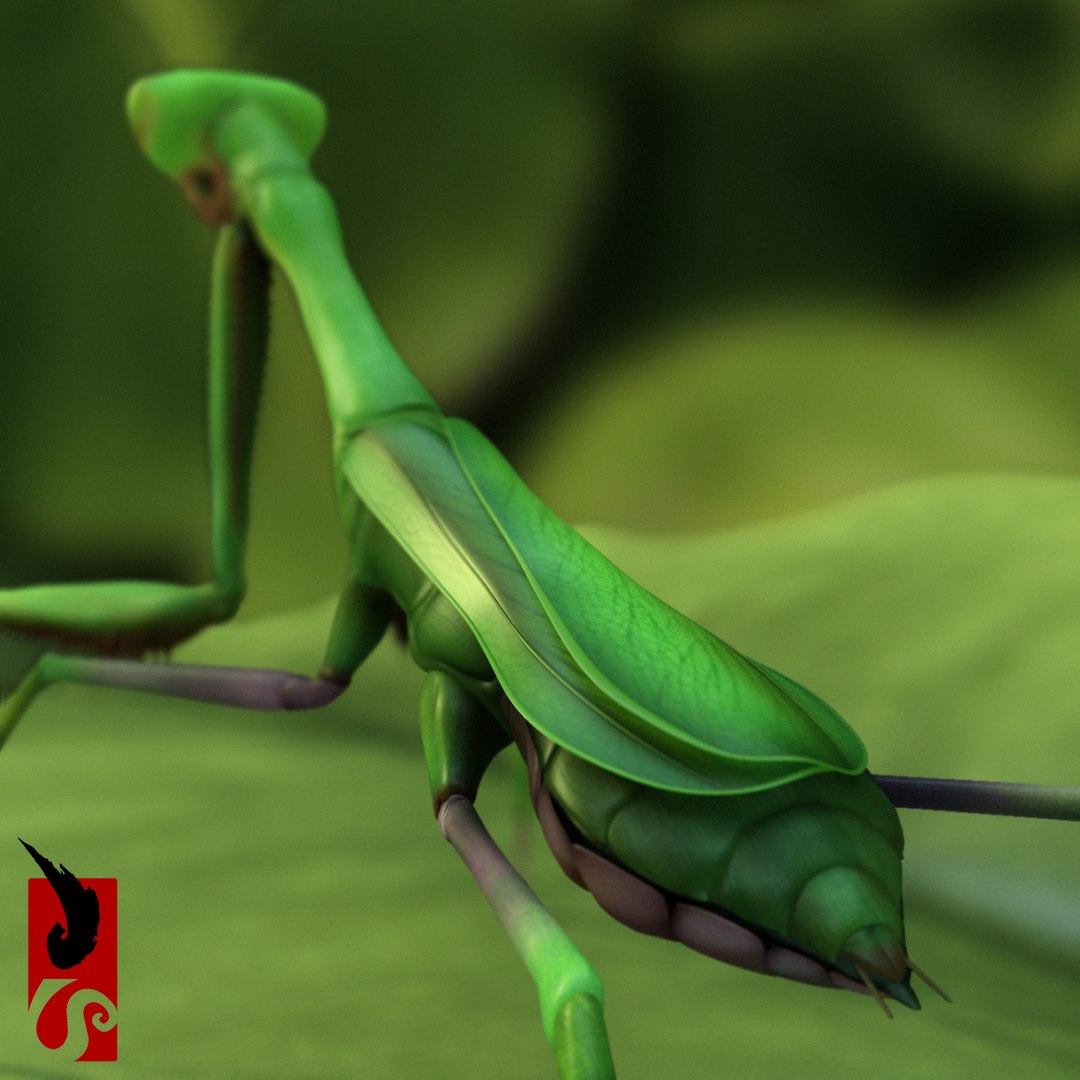 3d California Praying Mantis - Model