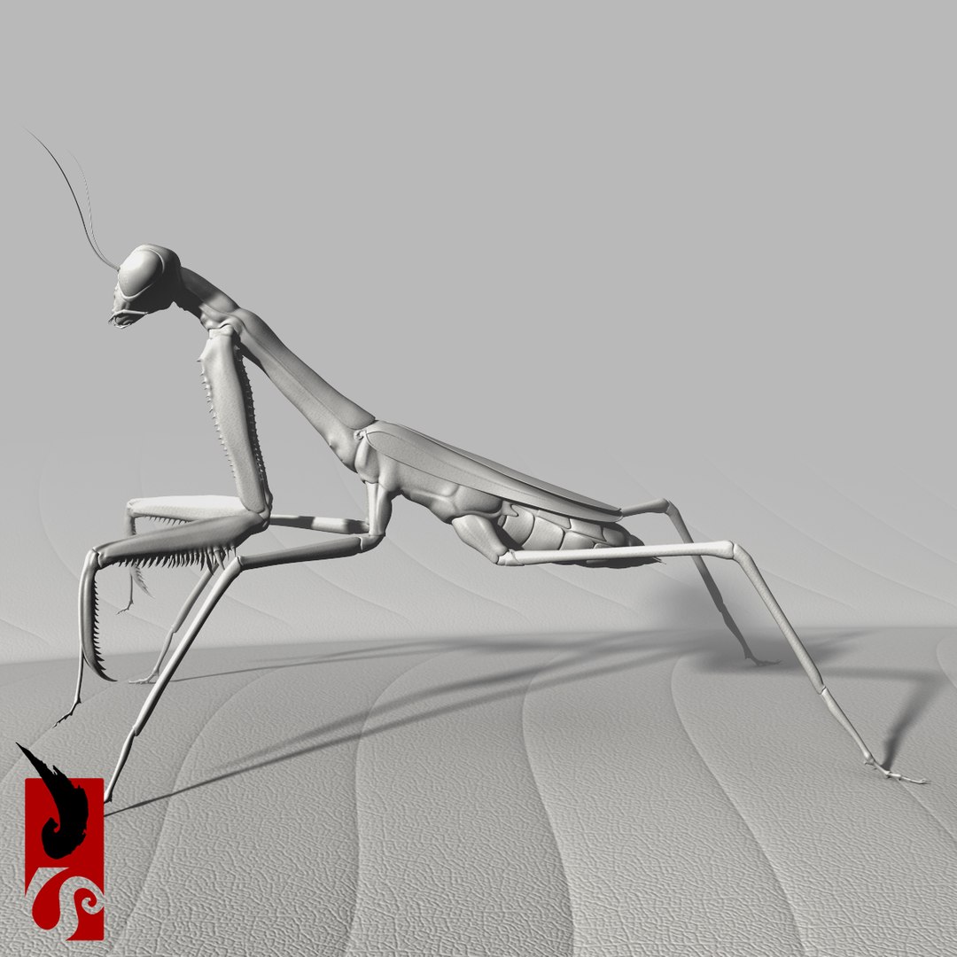 3d california praying mantis - model