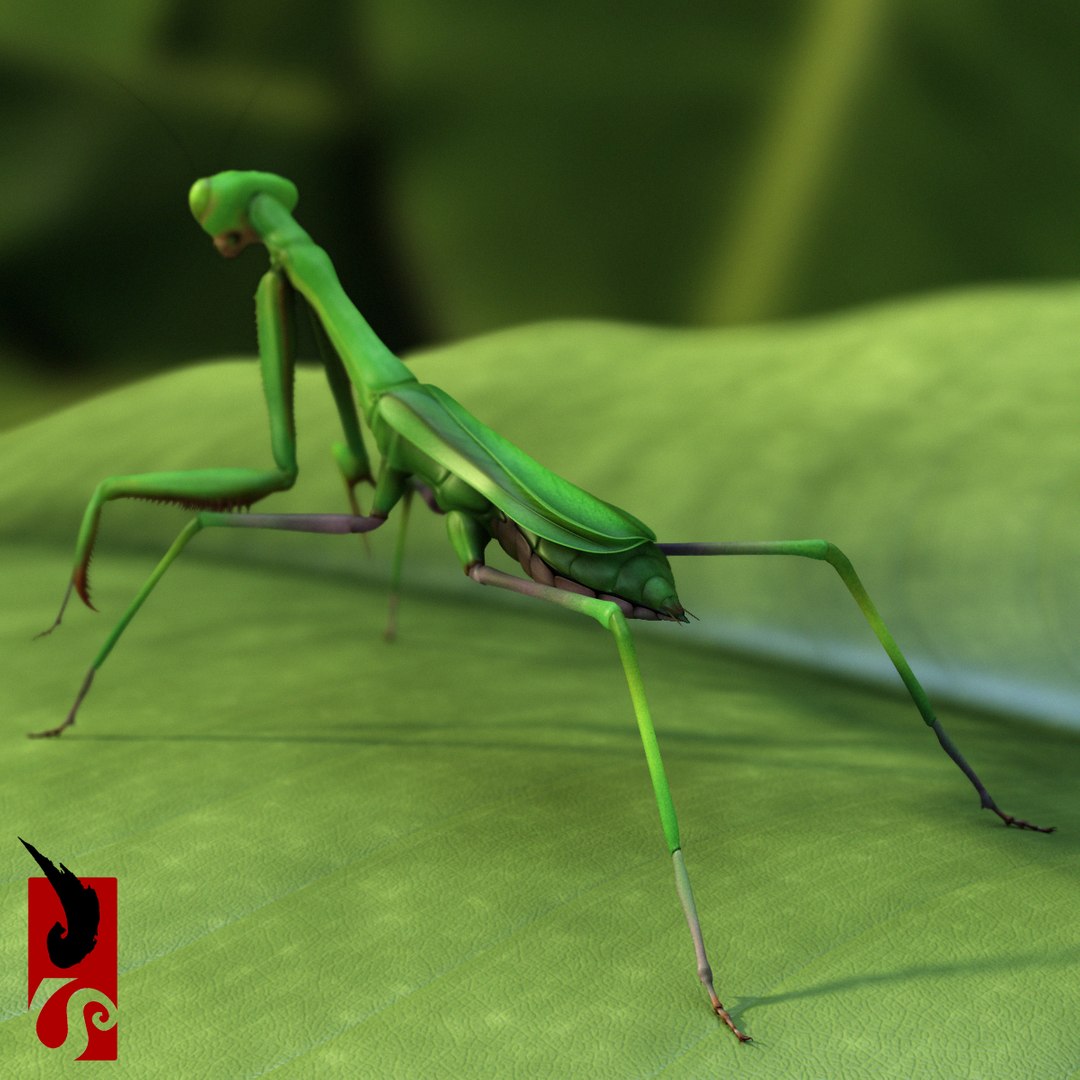 3d california praying mantis - model