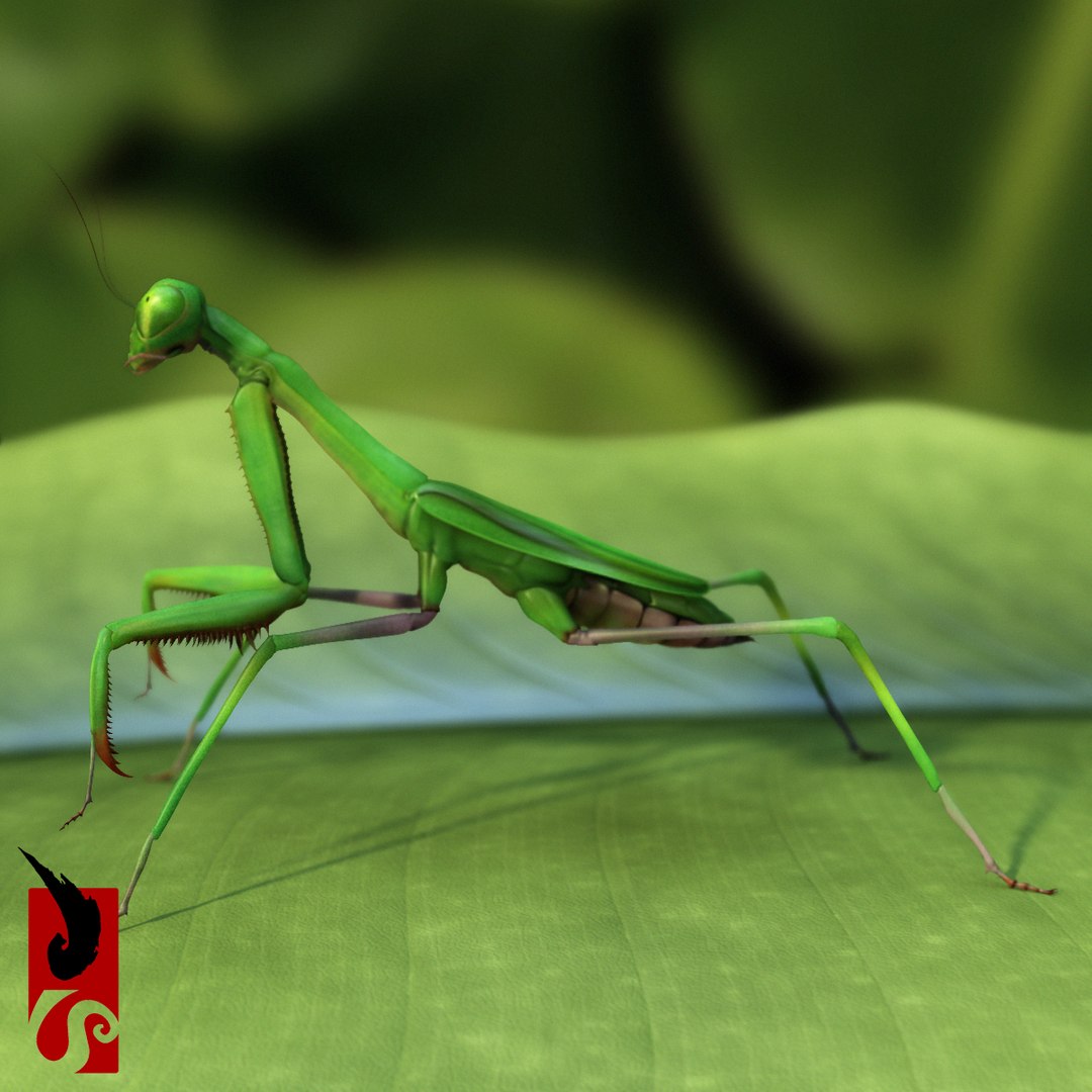 3d california praying mantis - model