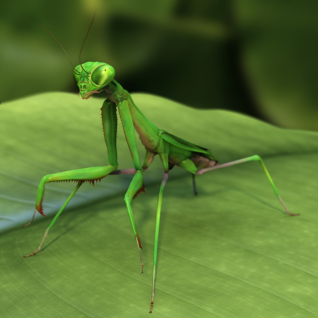 3d california praying mantis - model