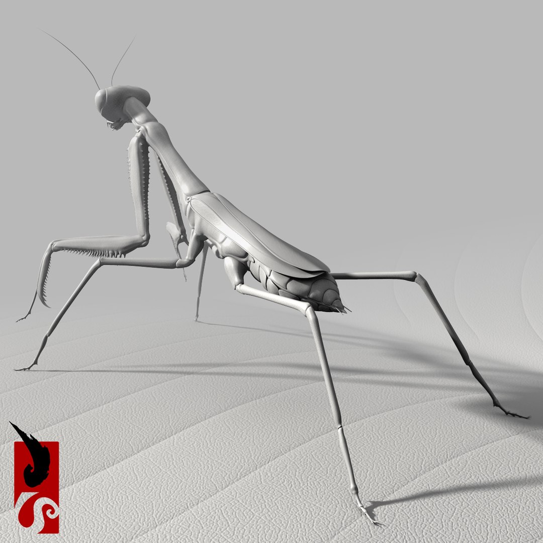 3d california praying mantis - model