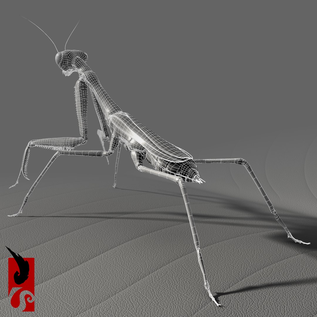 3d california praying mantis - model