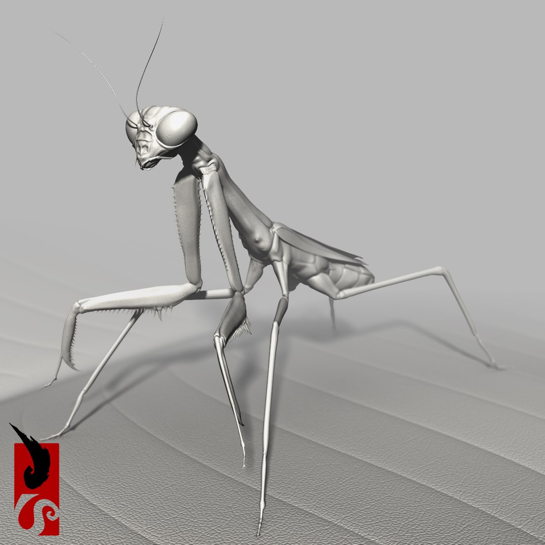 3d california praying mantis - model