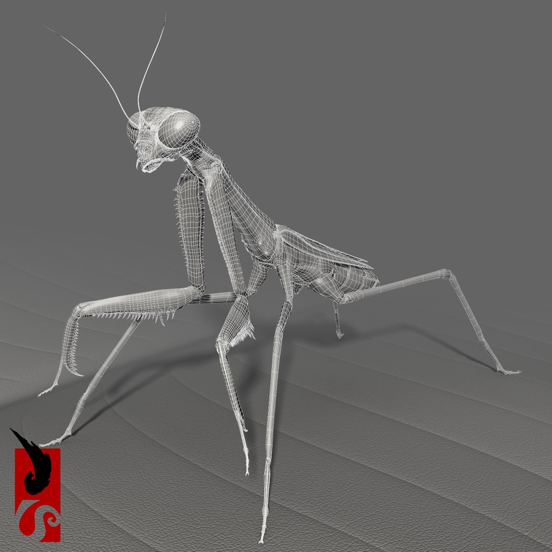 3d california praying mantis - model
