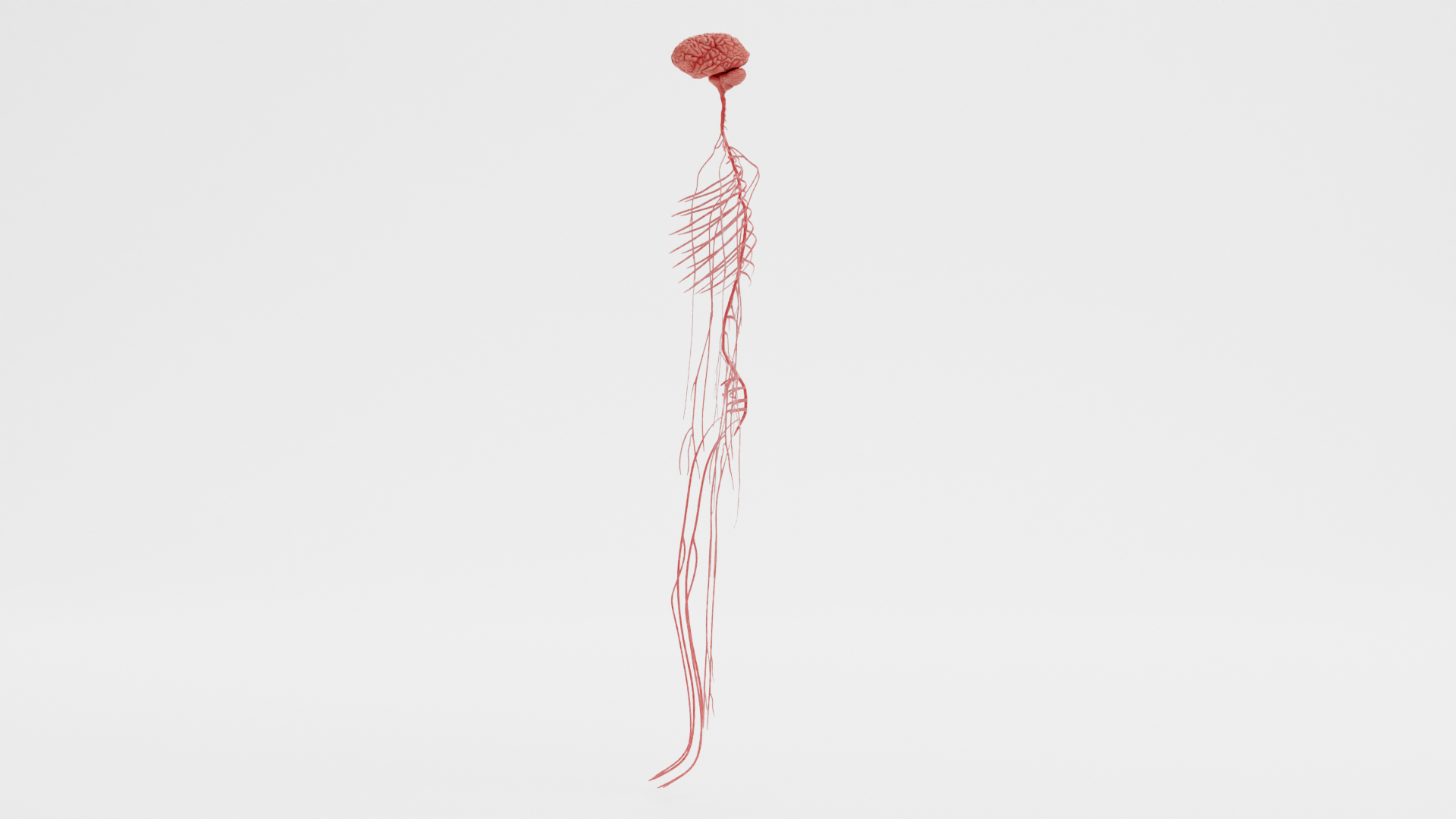 Human Nerves Fresh 3D Model - TurboSquid 1891613