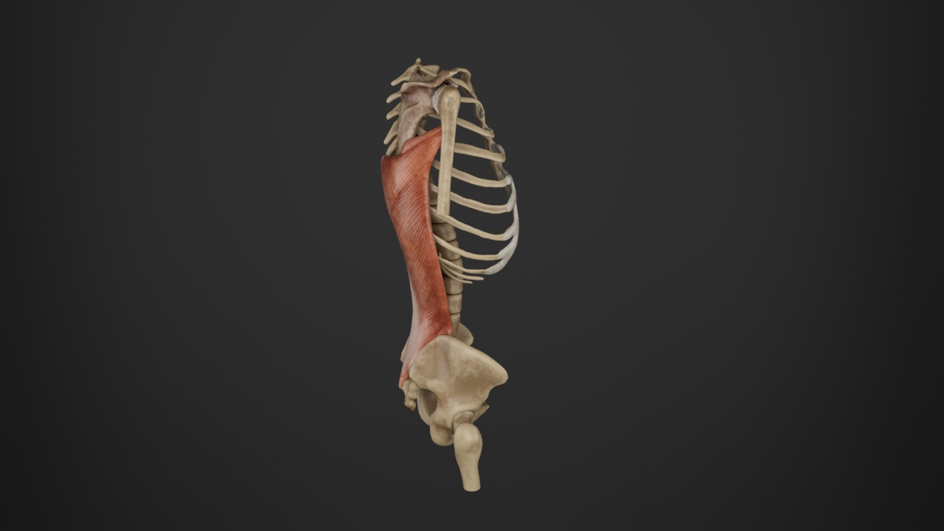 Human Anatomy-Right Upper Limb Posterior View 3D Model - TurboSquid 2217076