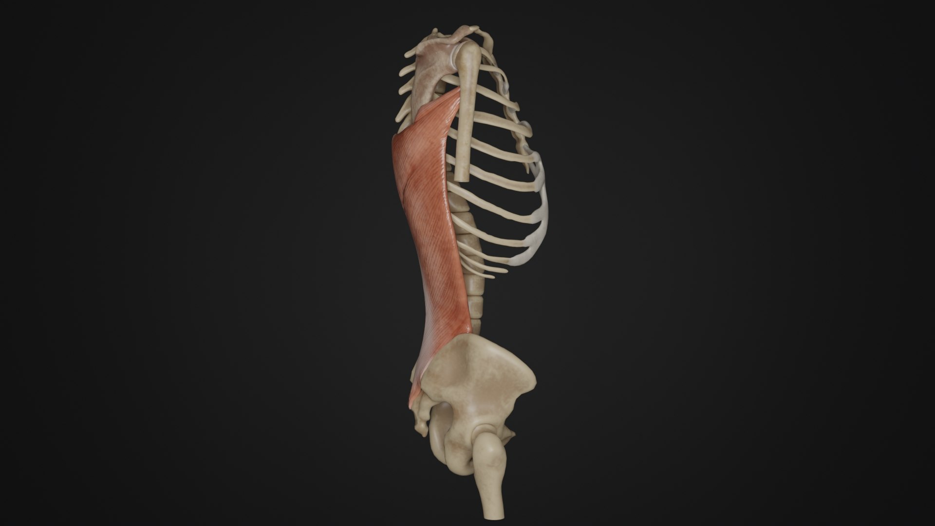 Human Anatomy-Right Upper Limb Posterior View 3D Model - TurboSquid 2217076
