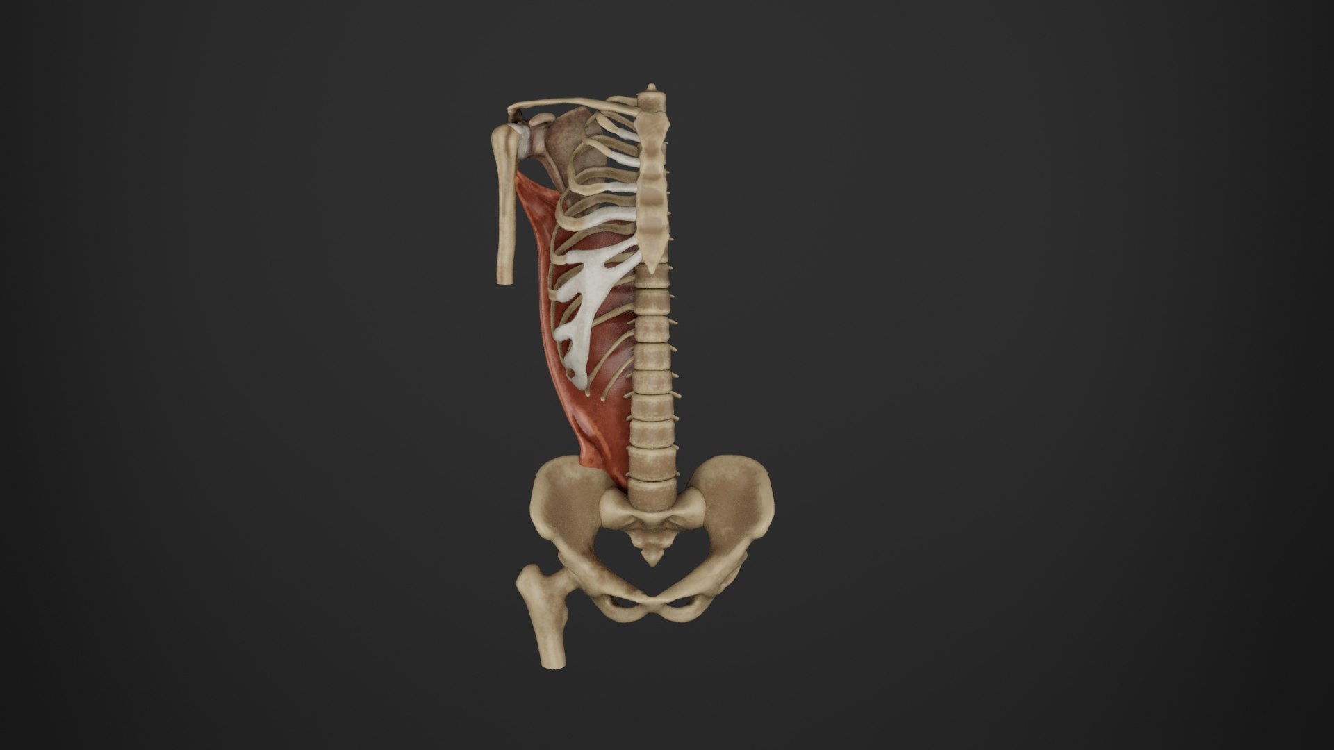Human Anatomy-Right Upper Limb Posterior View 3D Model - TurboSquid 2217076