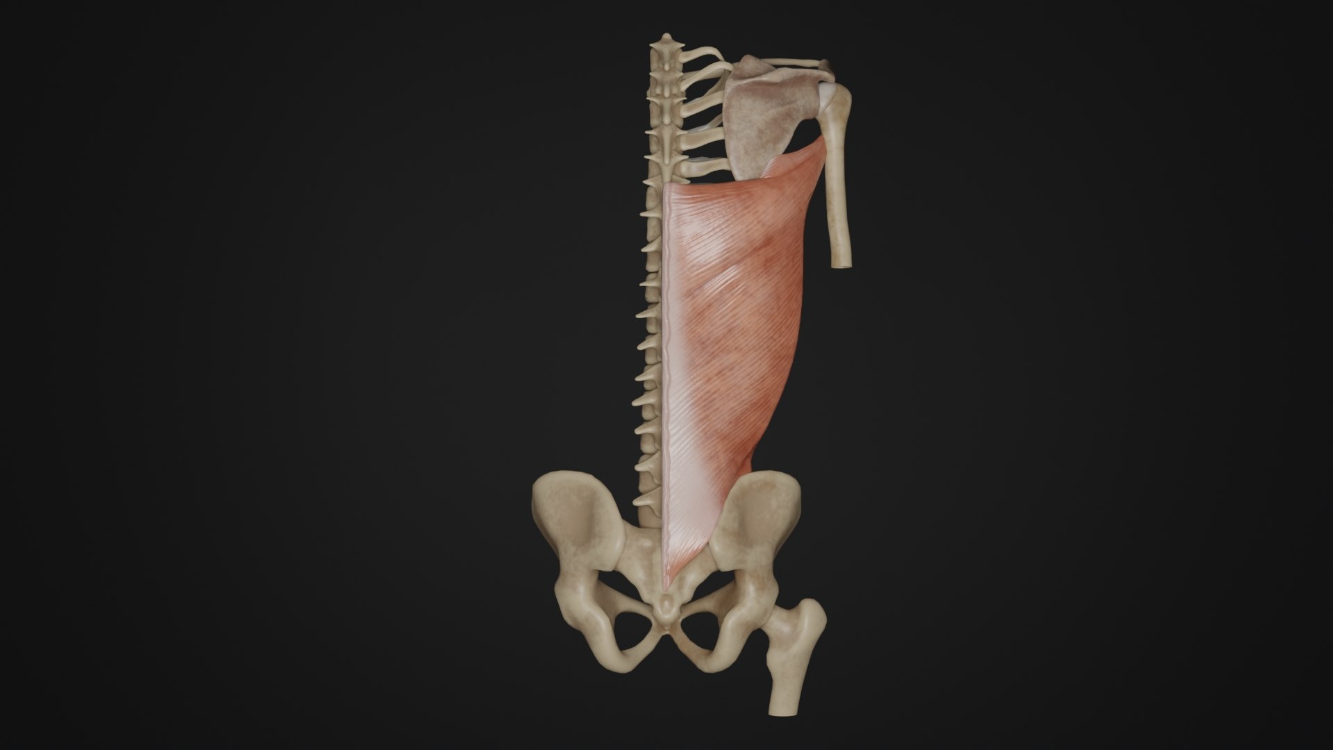 Human Anatomy-Right Upper Limb Posterior View 3D Model - TurboSquid 2217076