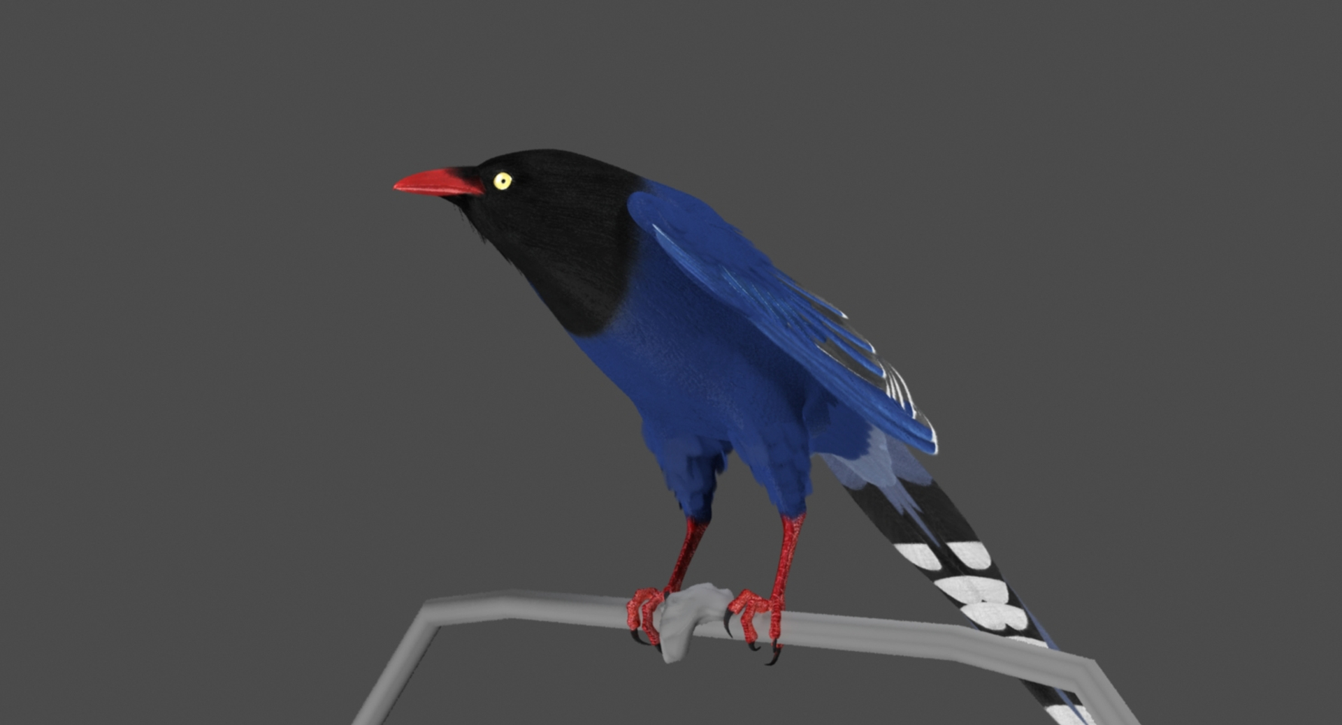 3d taiwan blue magpie animation model
