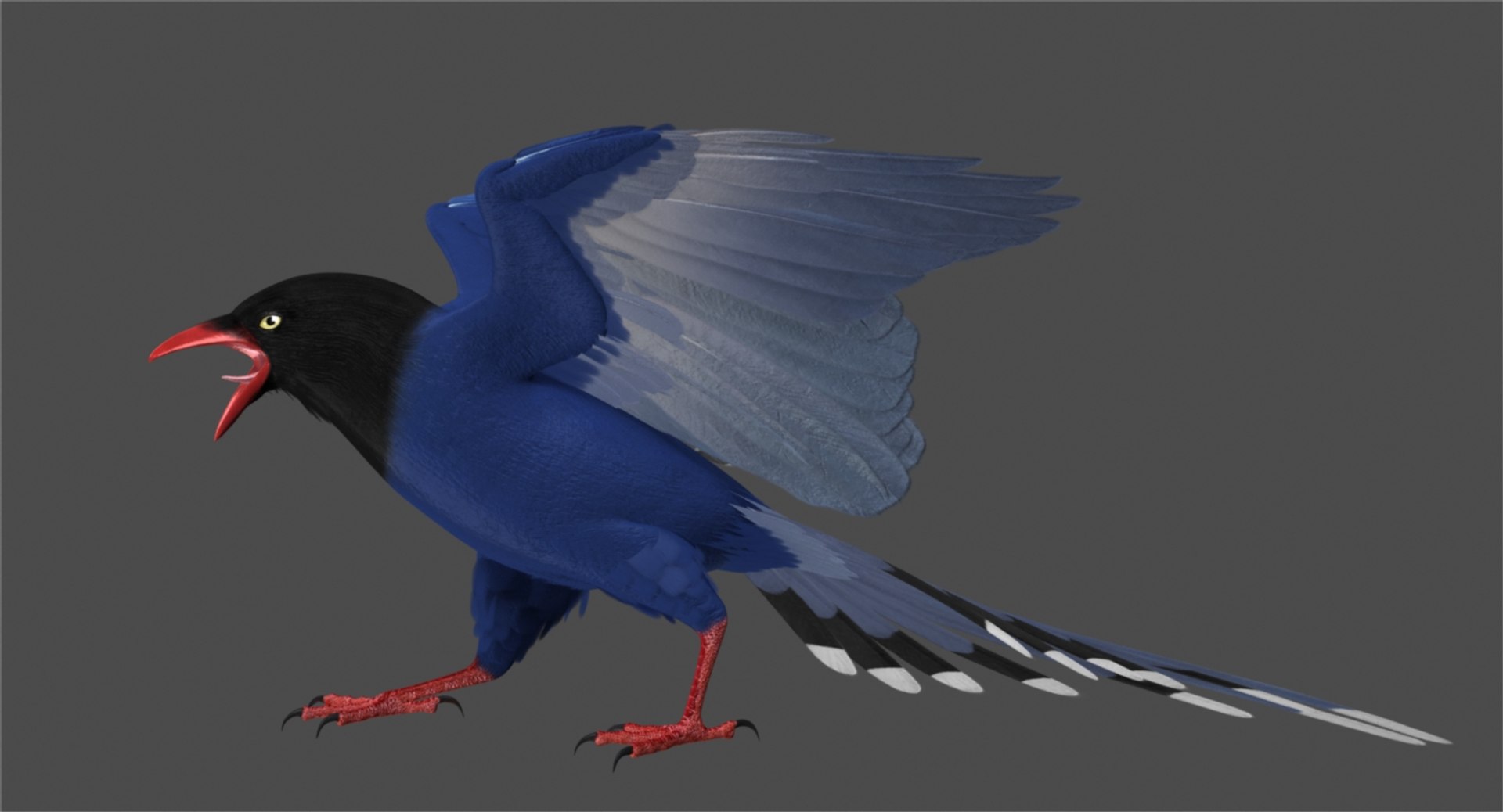 3d taiwan blue magpie animation model
