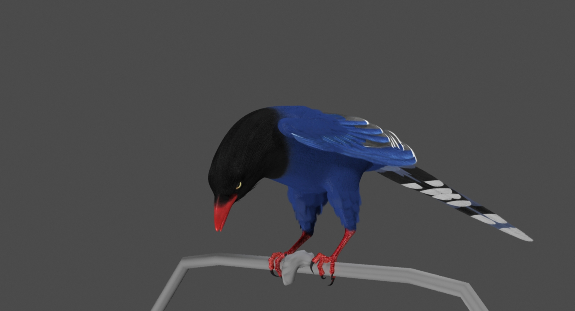 3d taiwan blue magpie animation model