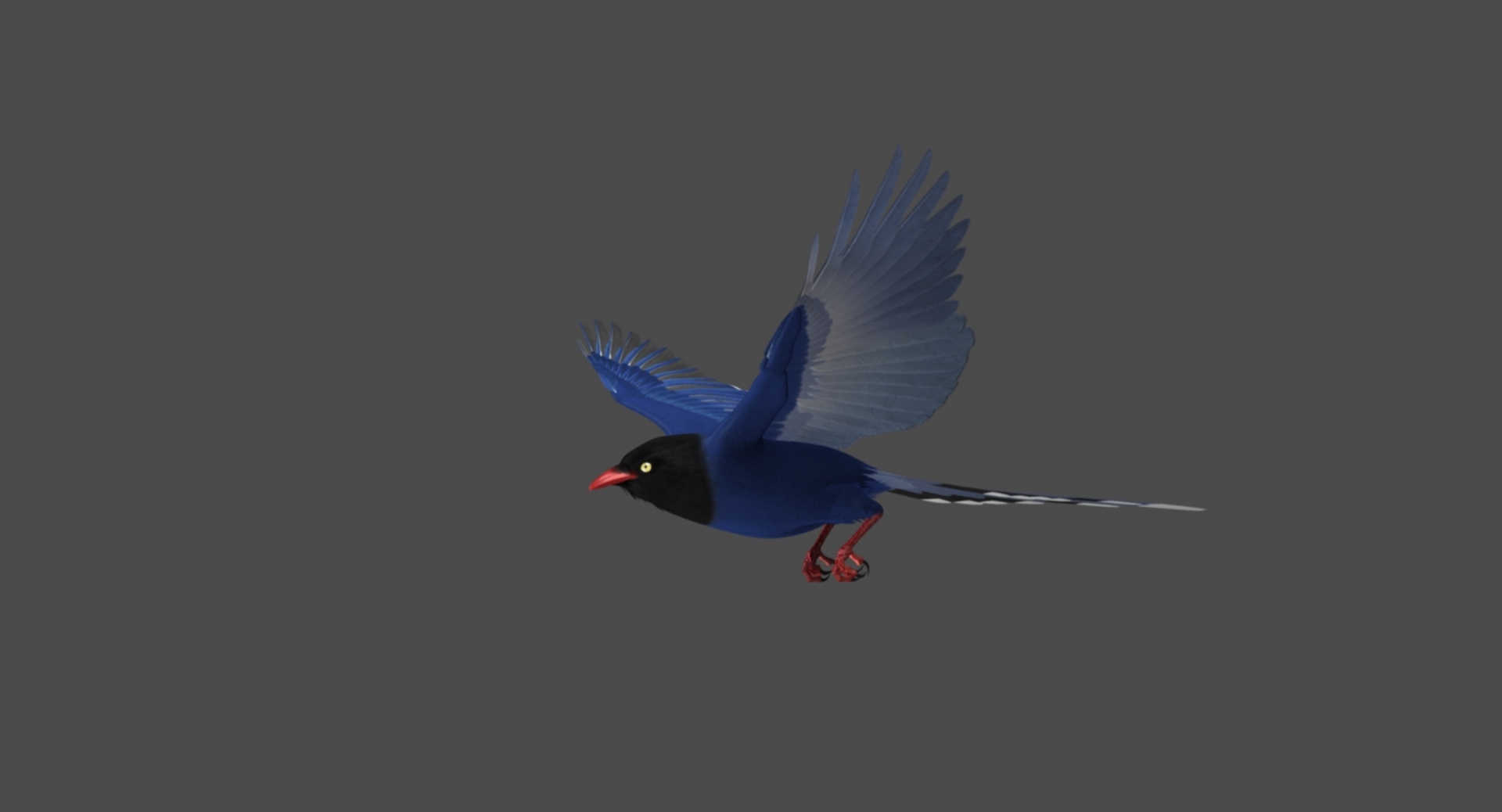3d taiwan blue magpie animation model