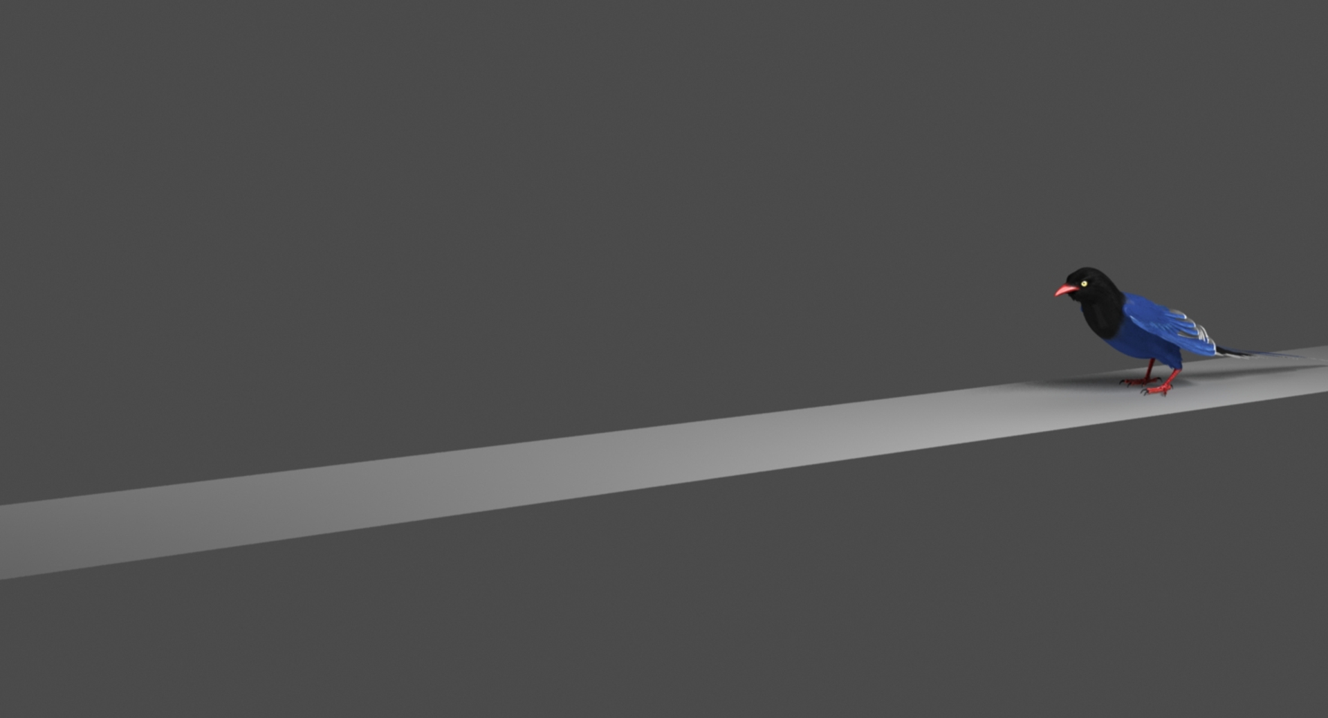 3d taiwan blue magpie animation model