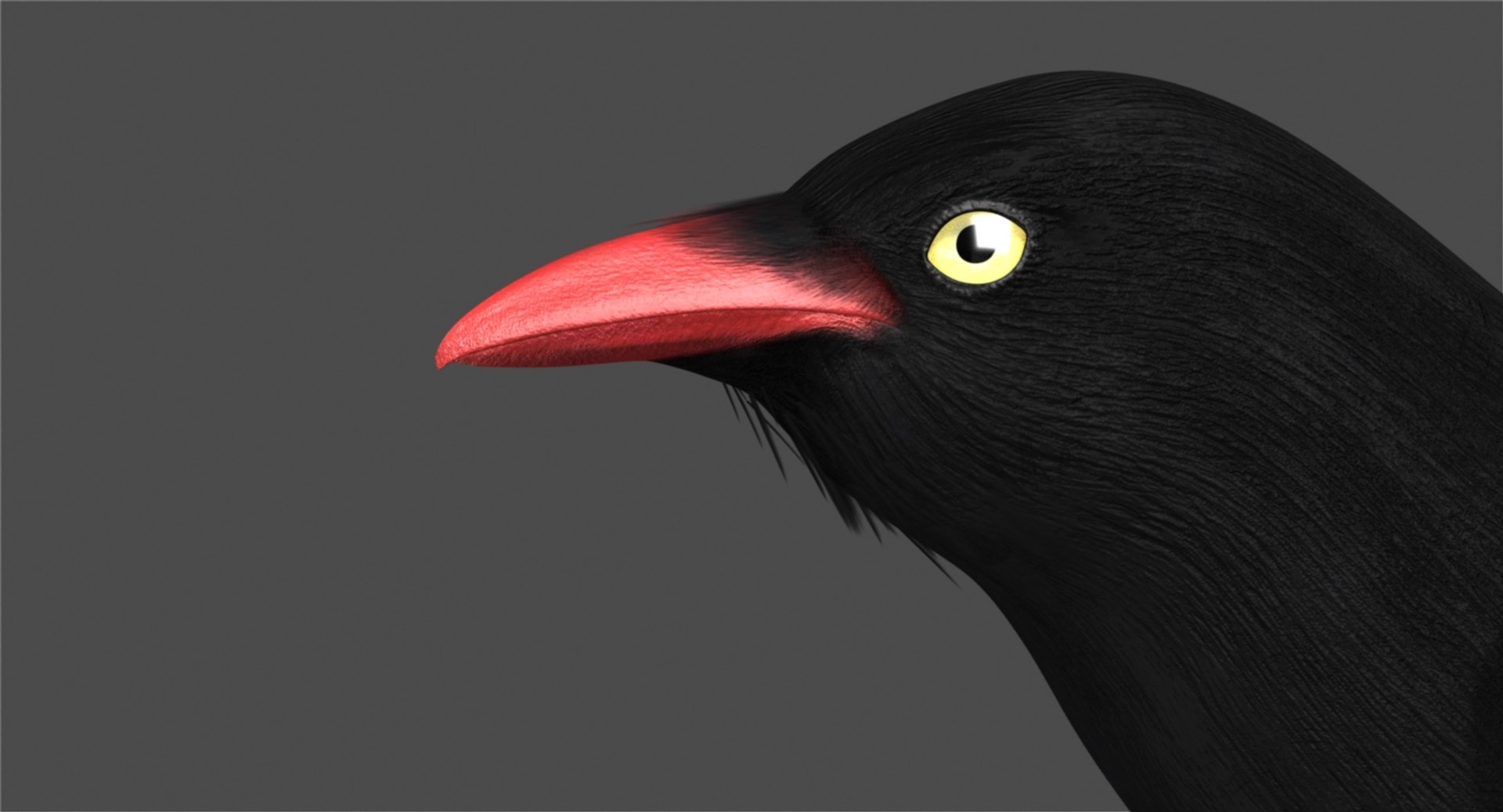 3d taiwan blue magpie animation model