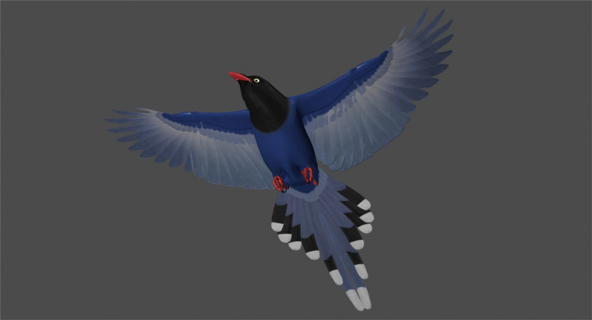 3d taiwan blue magpie animation model