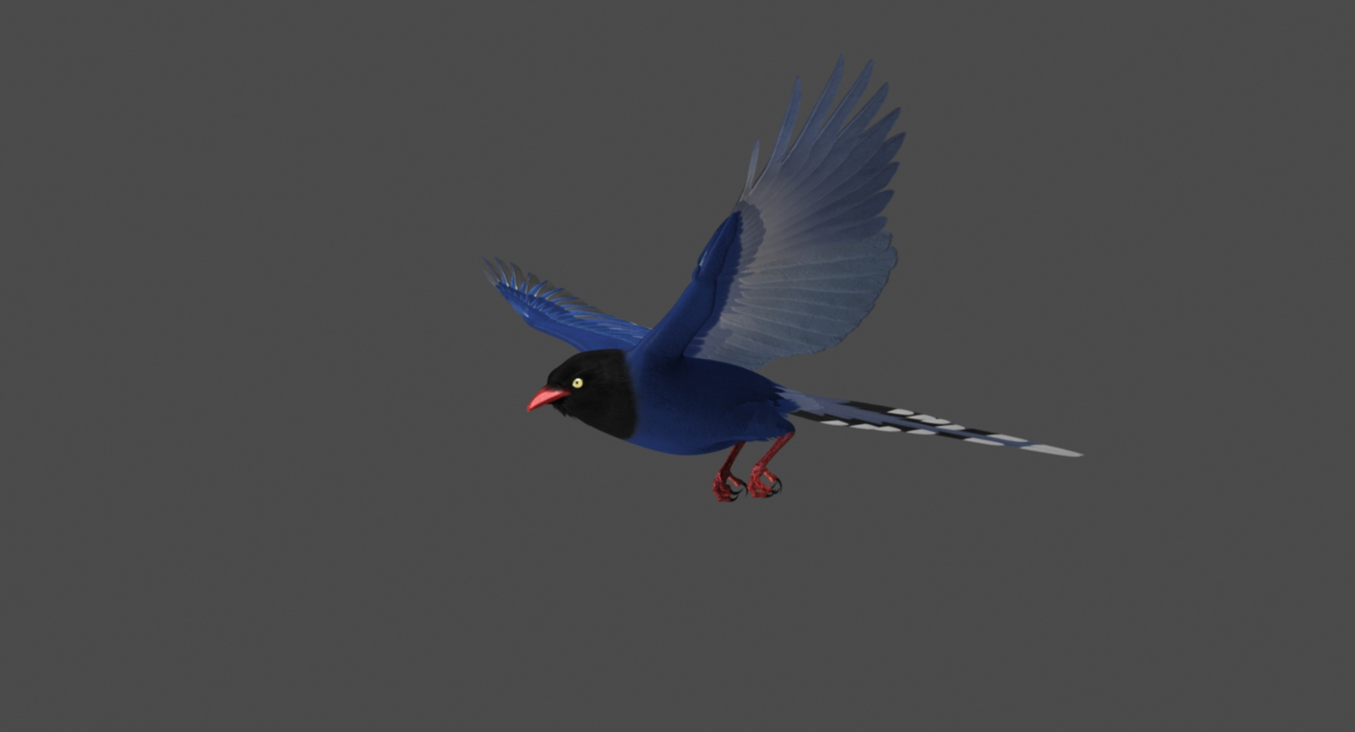 3d taiwan blue magpie animation model