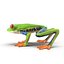 3d Red Eyed Tree Frog