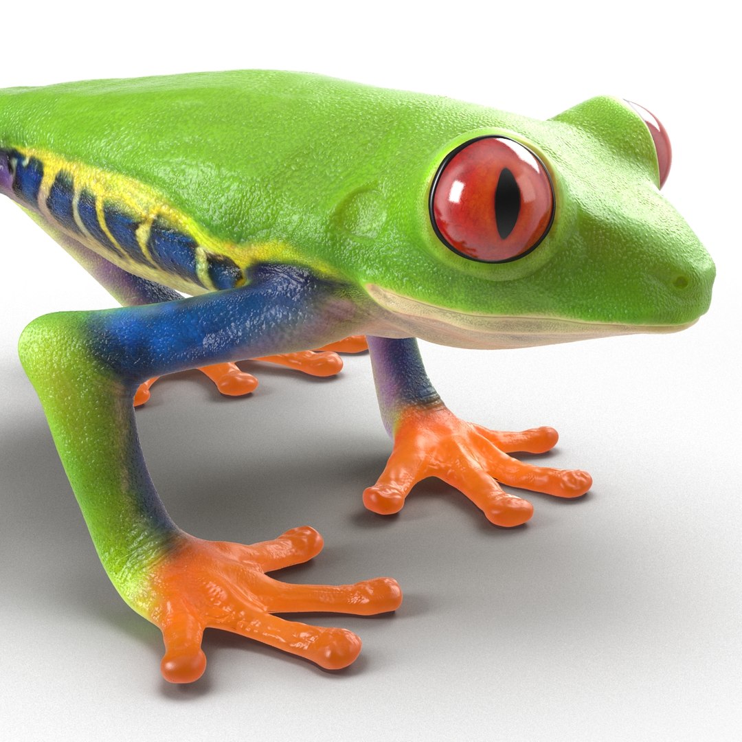 3d red eyed tree frog