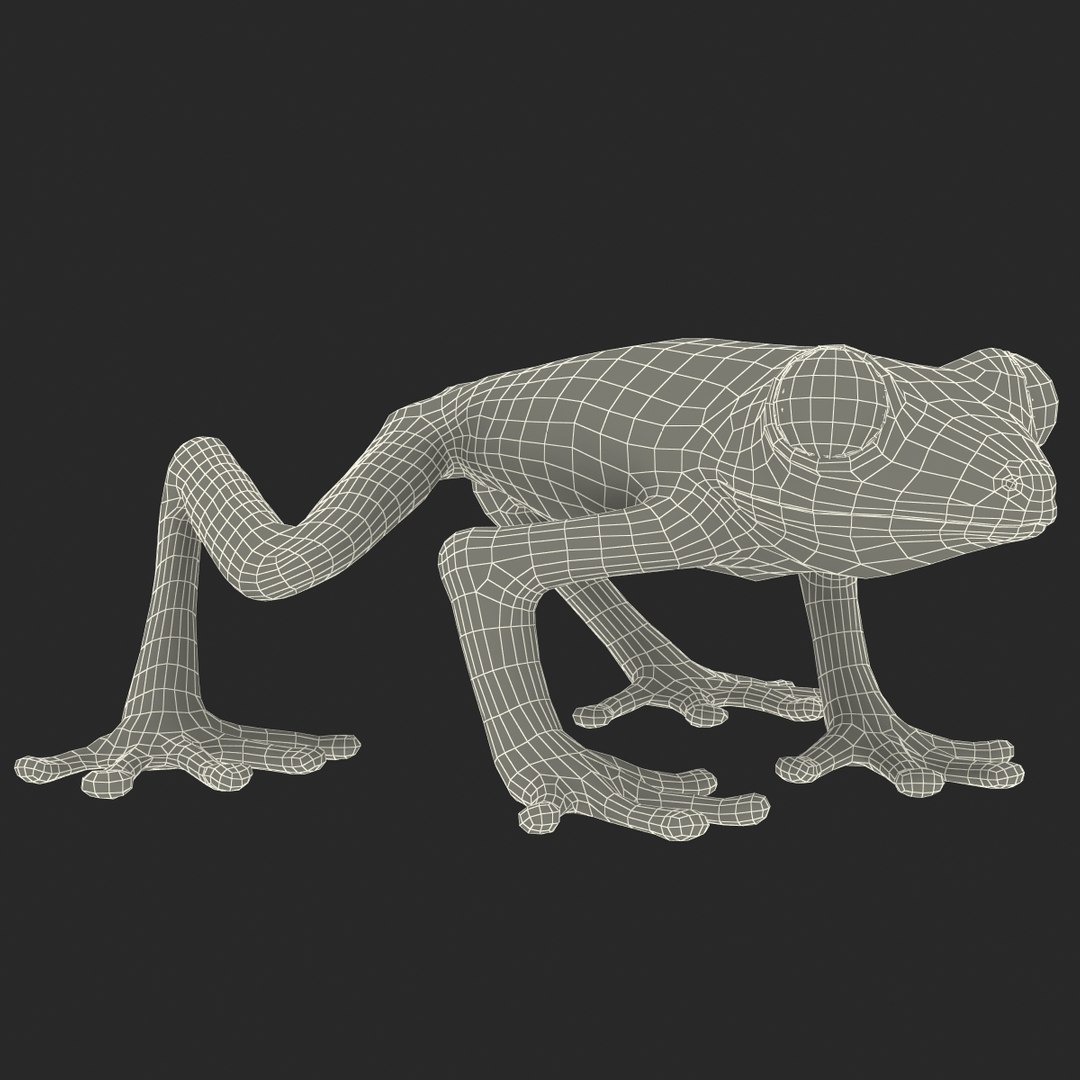 3d red eyed tree frog