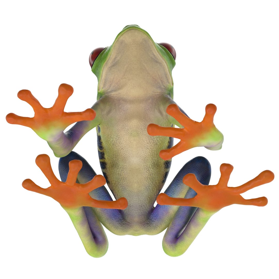 3d red eyed tree frog