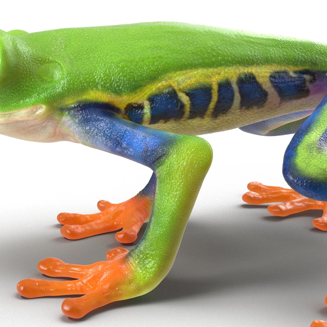3d red eyed tree frog