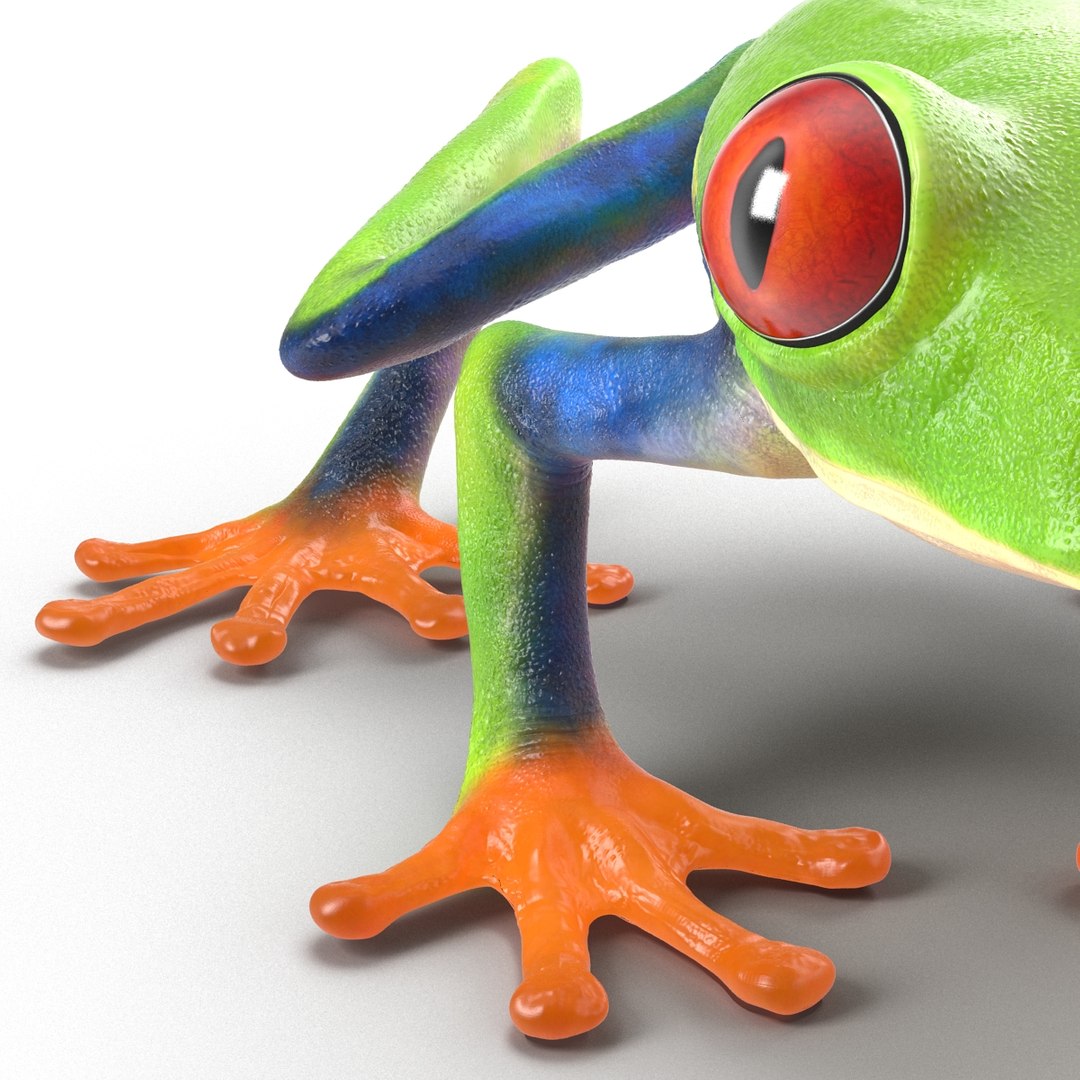 3d red eyed tree frog