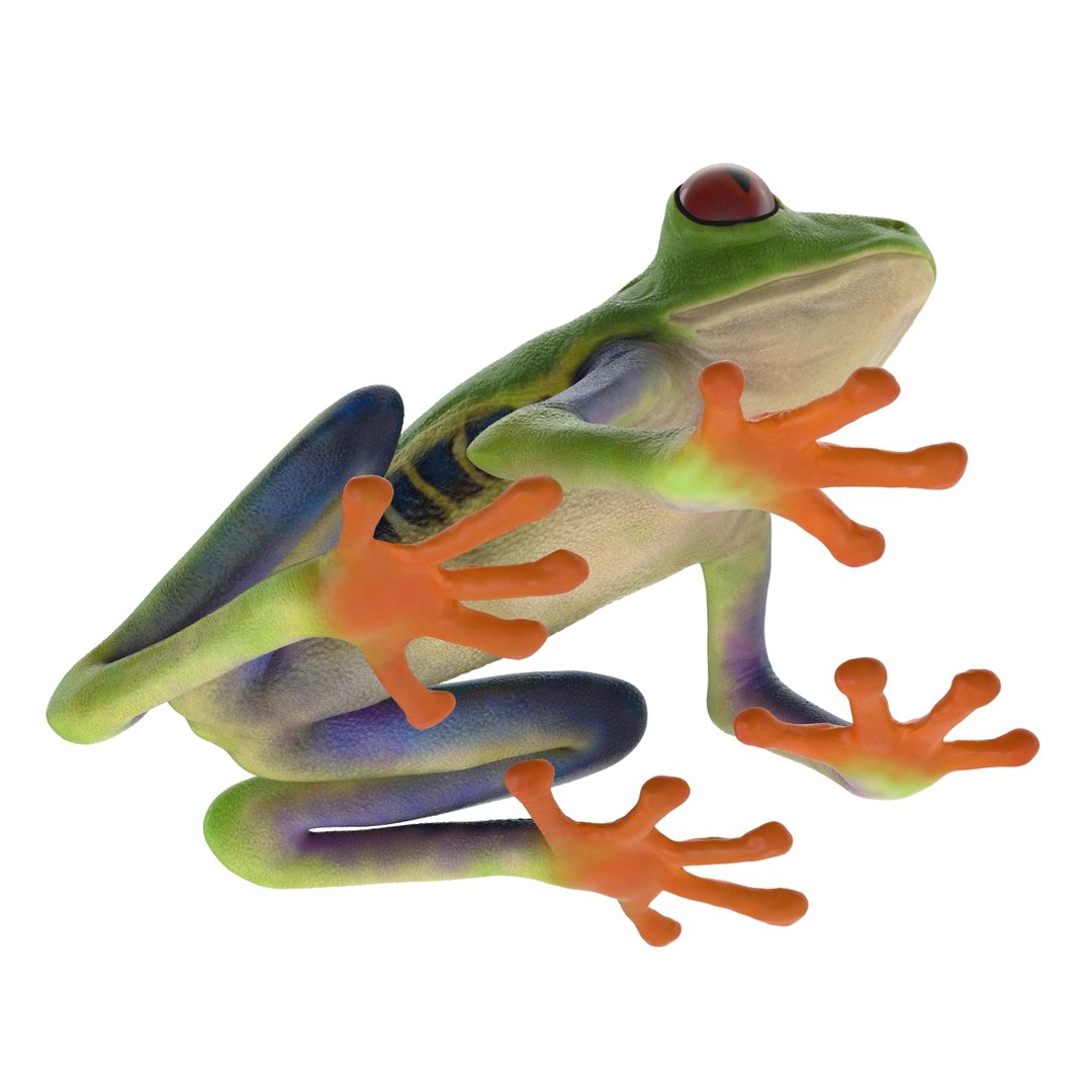 3d red eyed tree frog