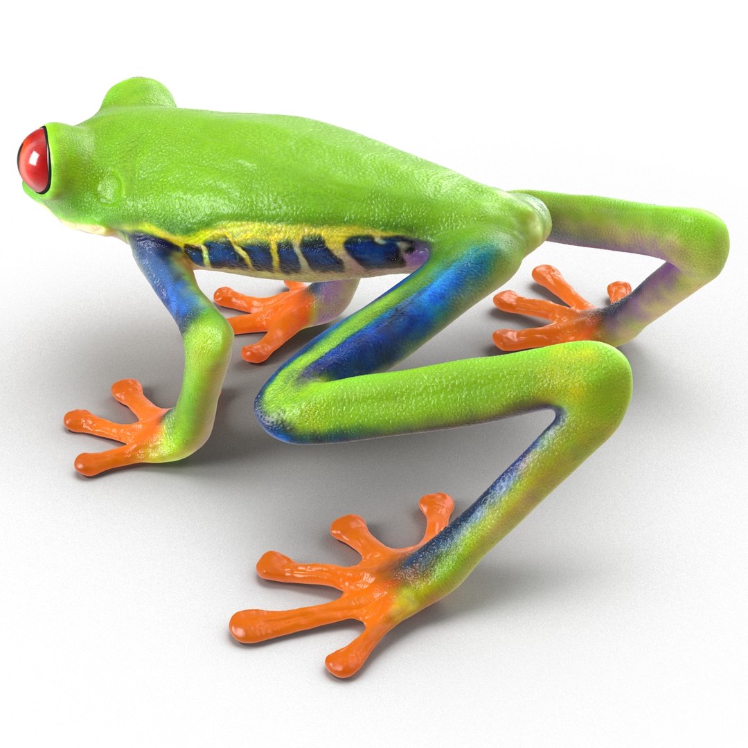3d red eyed tree frog