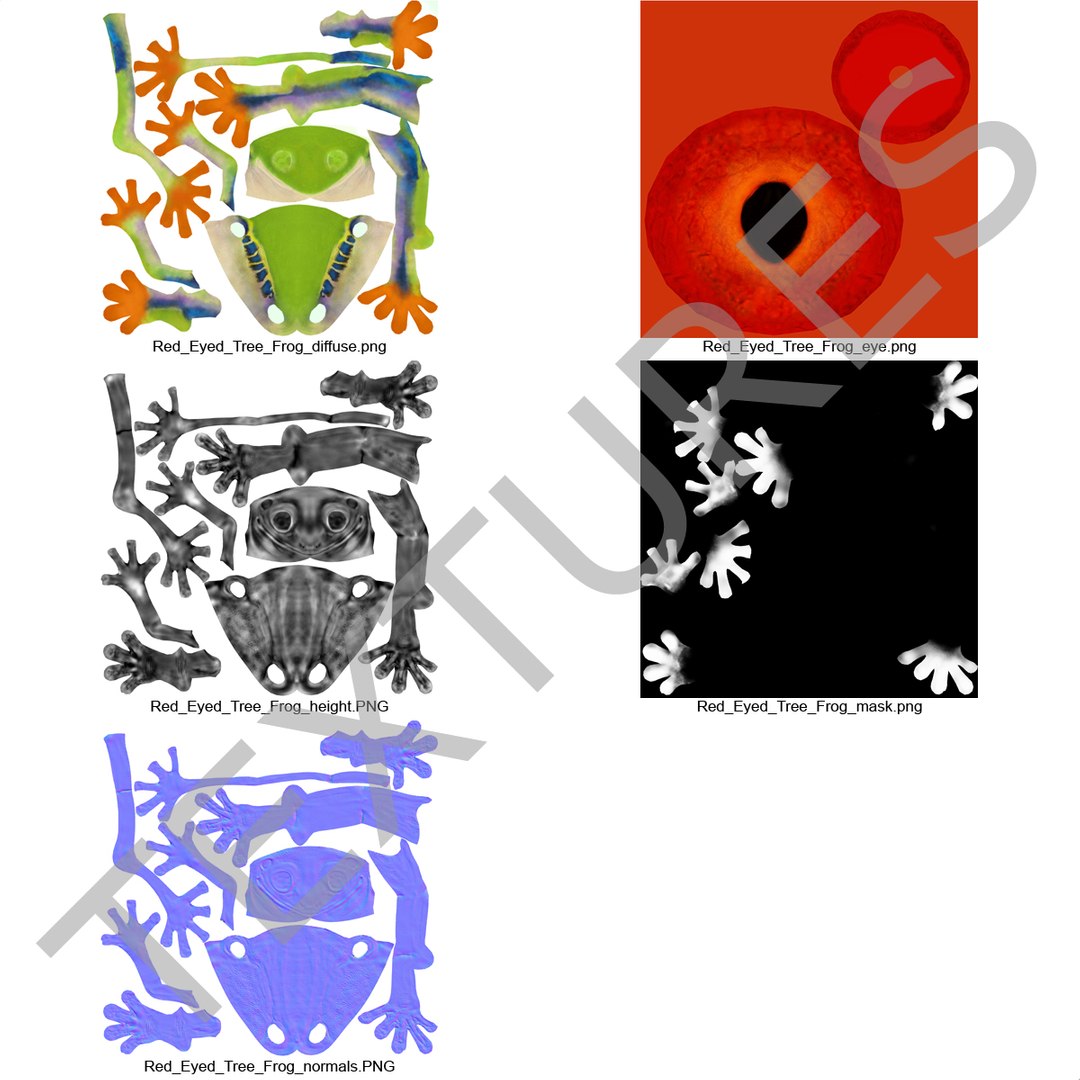 3d red eyed tree frog