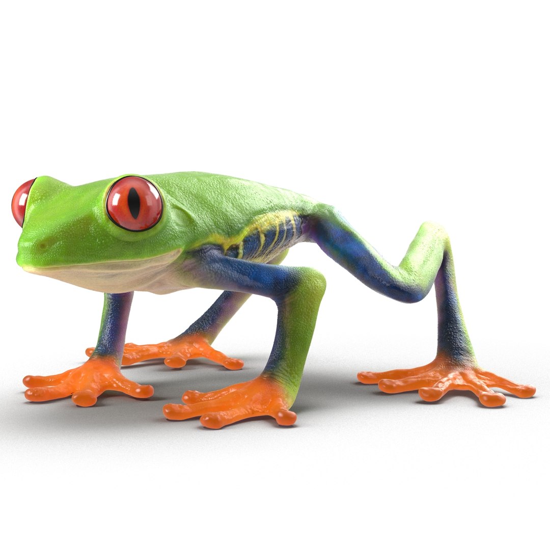 3d red eyed tree frog