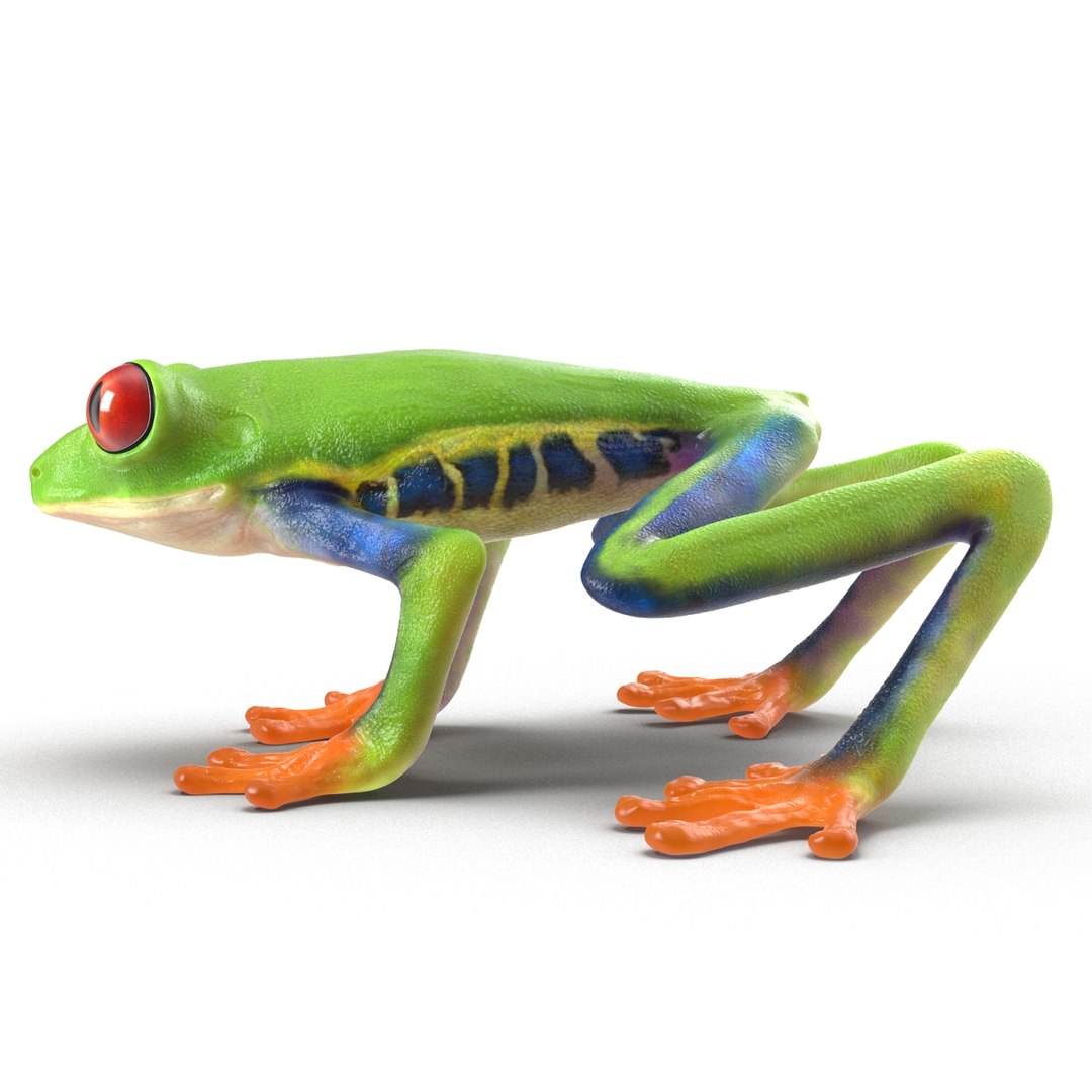 3d red eyed tree frog