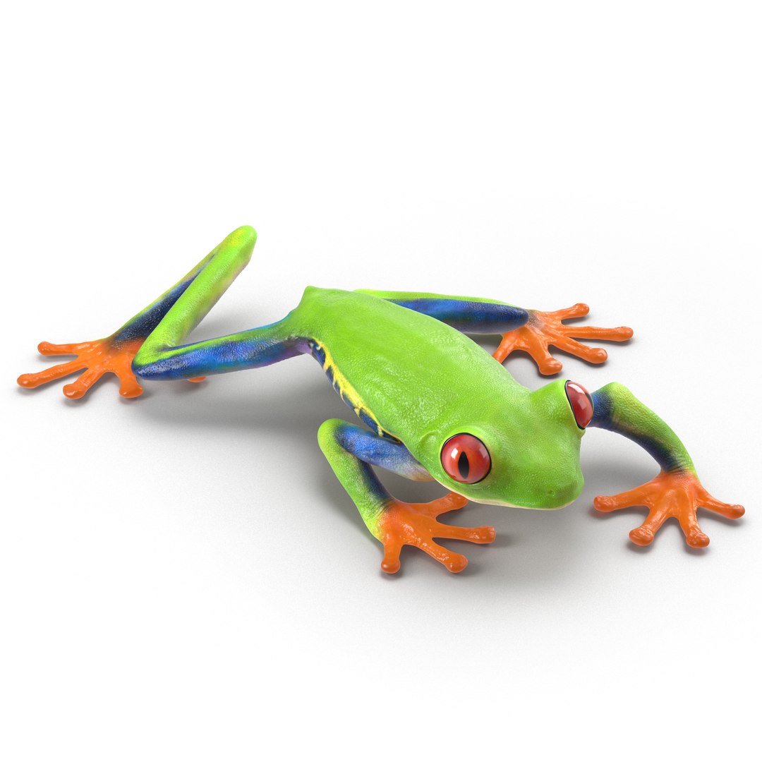 3d red eyed tree frog