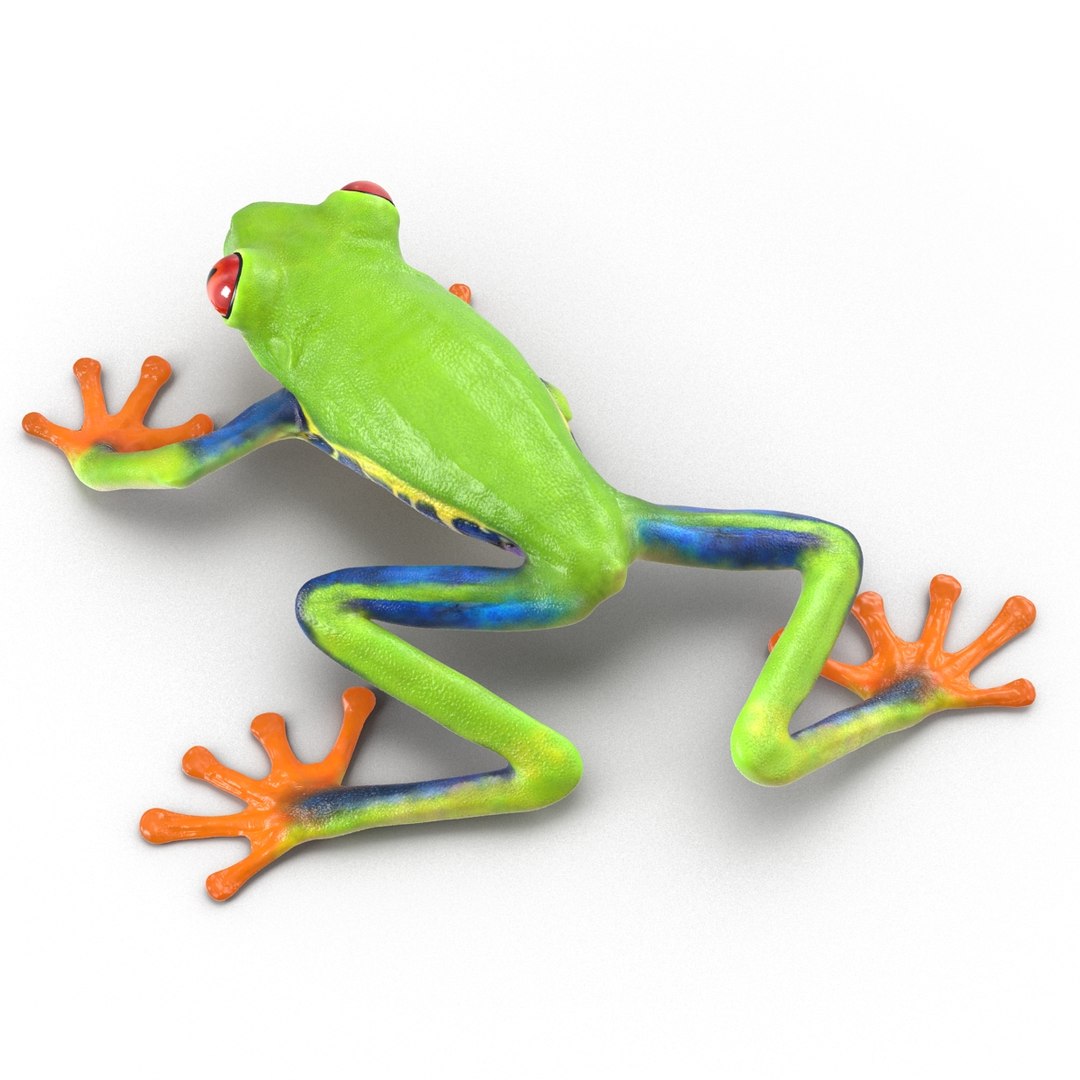 3d red eyed tree frog