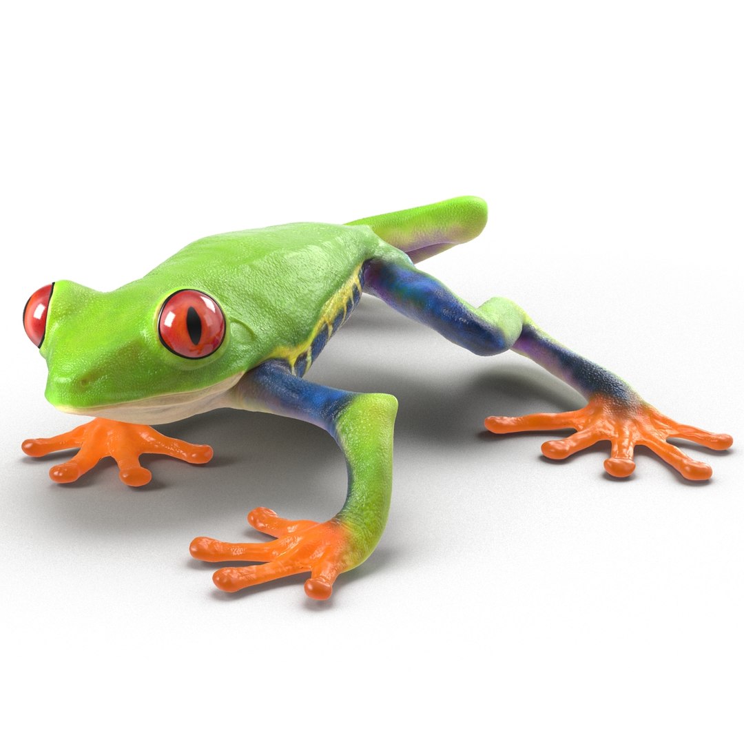 3d red eyed tree frog