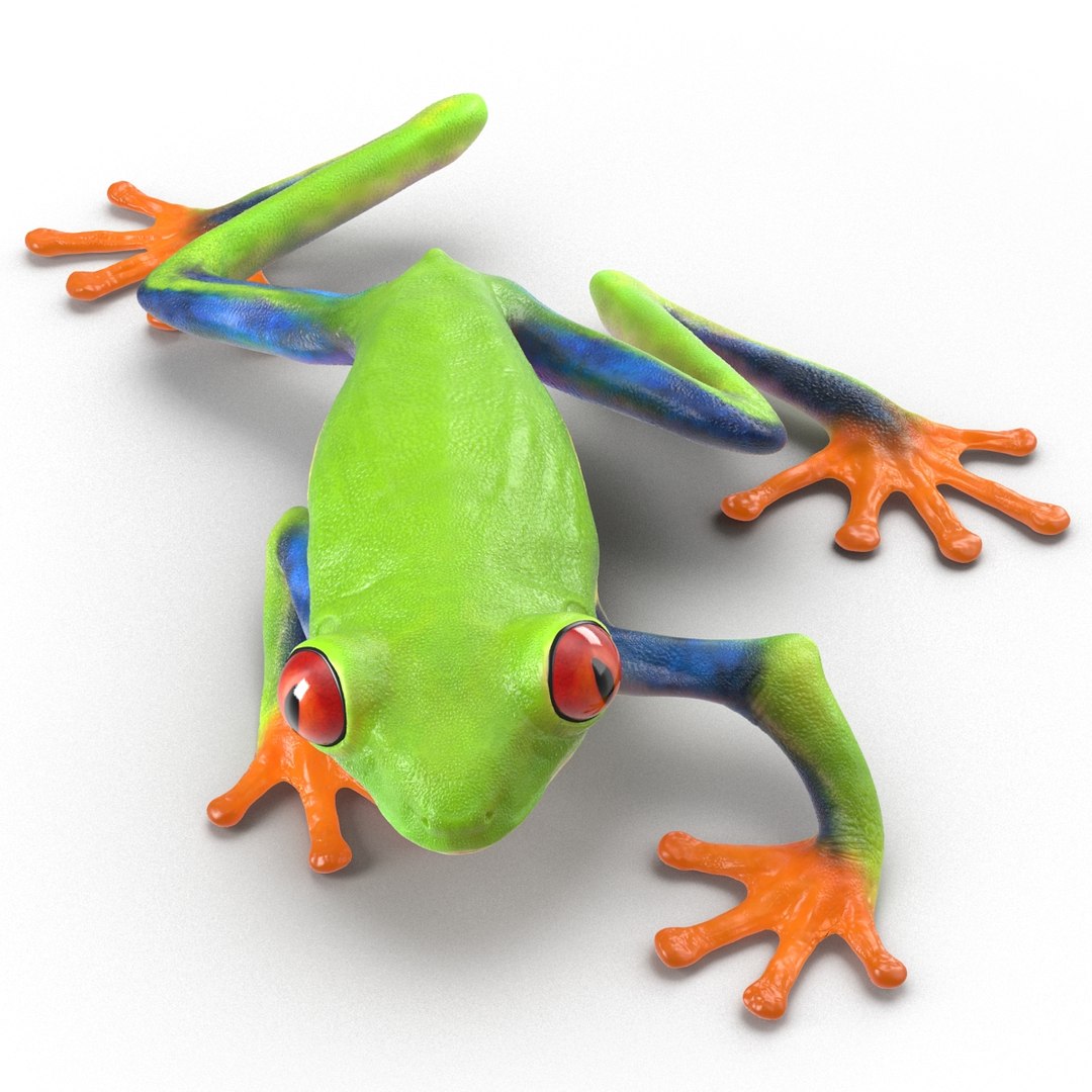 3d red eyed tree frog