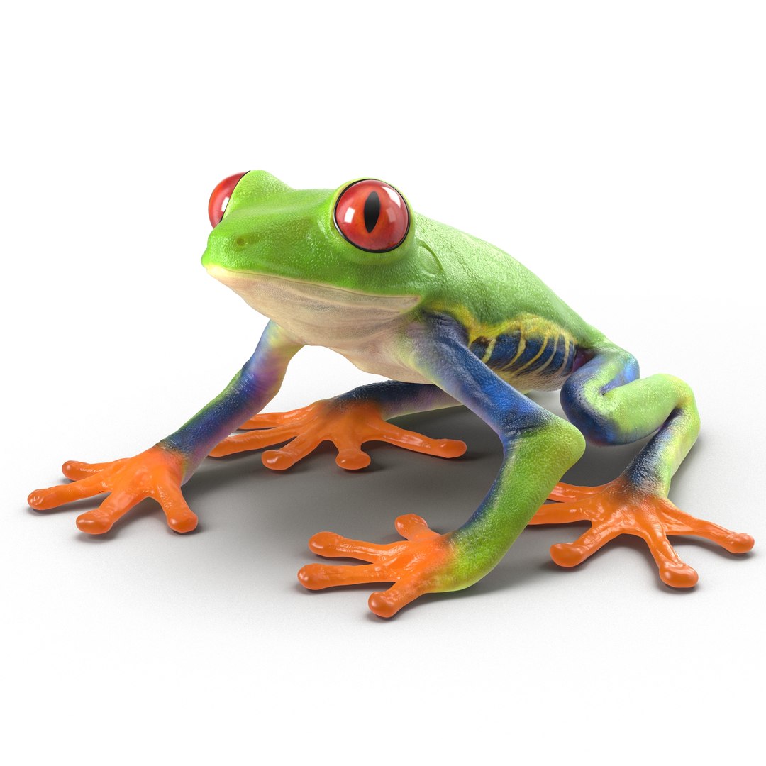3d red eyed tree frog