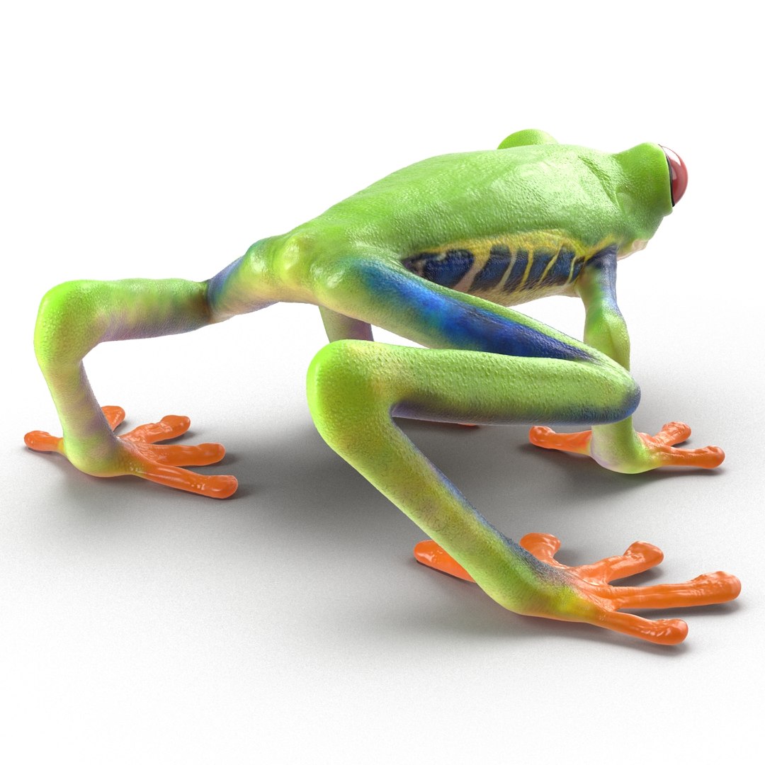 3d red eyed tree frog