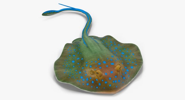 blue spotted stingray pose 3d c4d