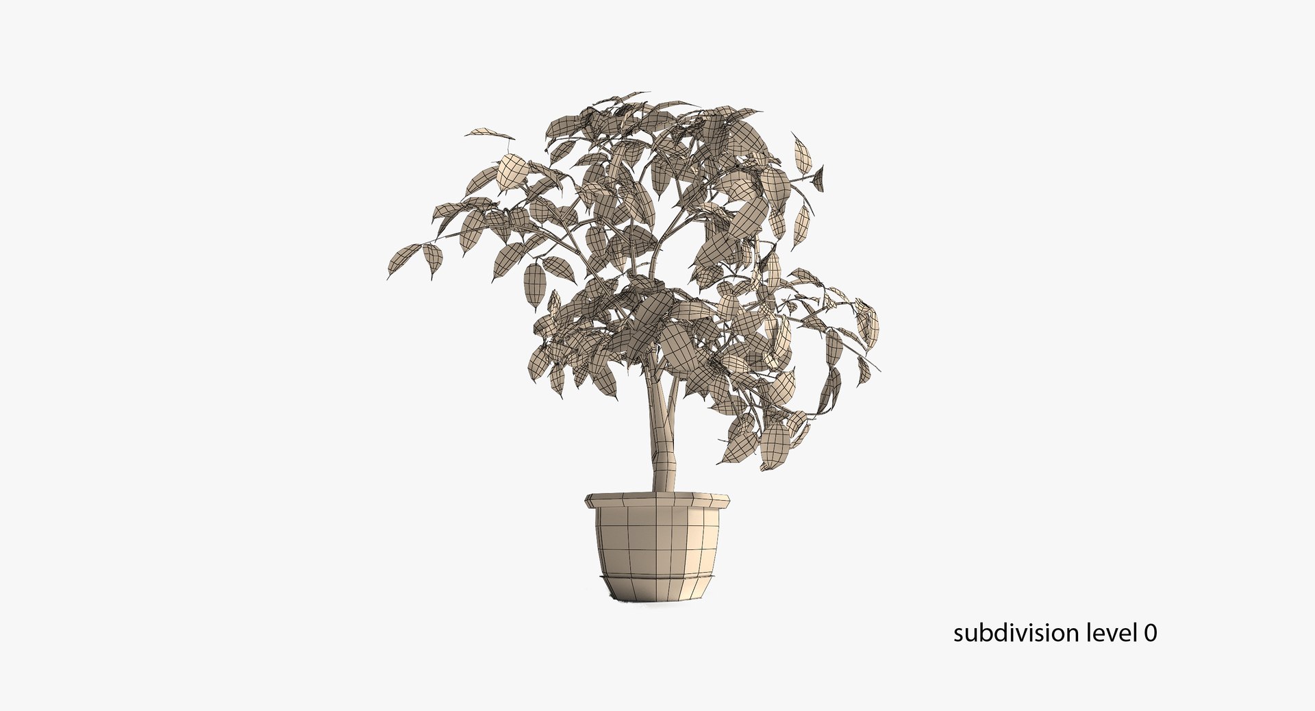Ficus Plant 3D Model - TurboSquid 1191556
