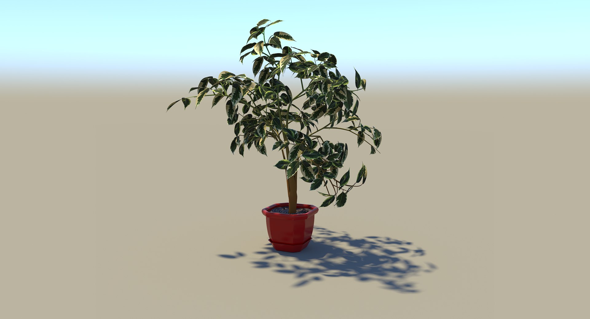 Ficus Plant 3D Model - TurboSquid 1191556