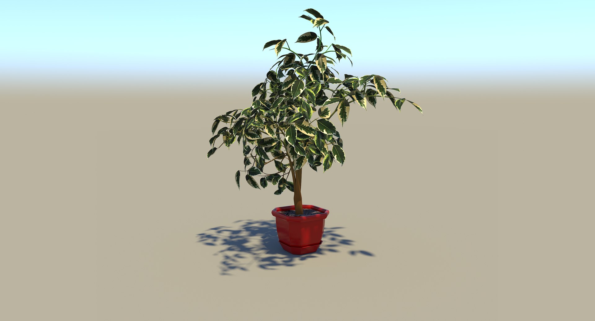 Ficus Plant 3D Model - TurboSquid 1191556