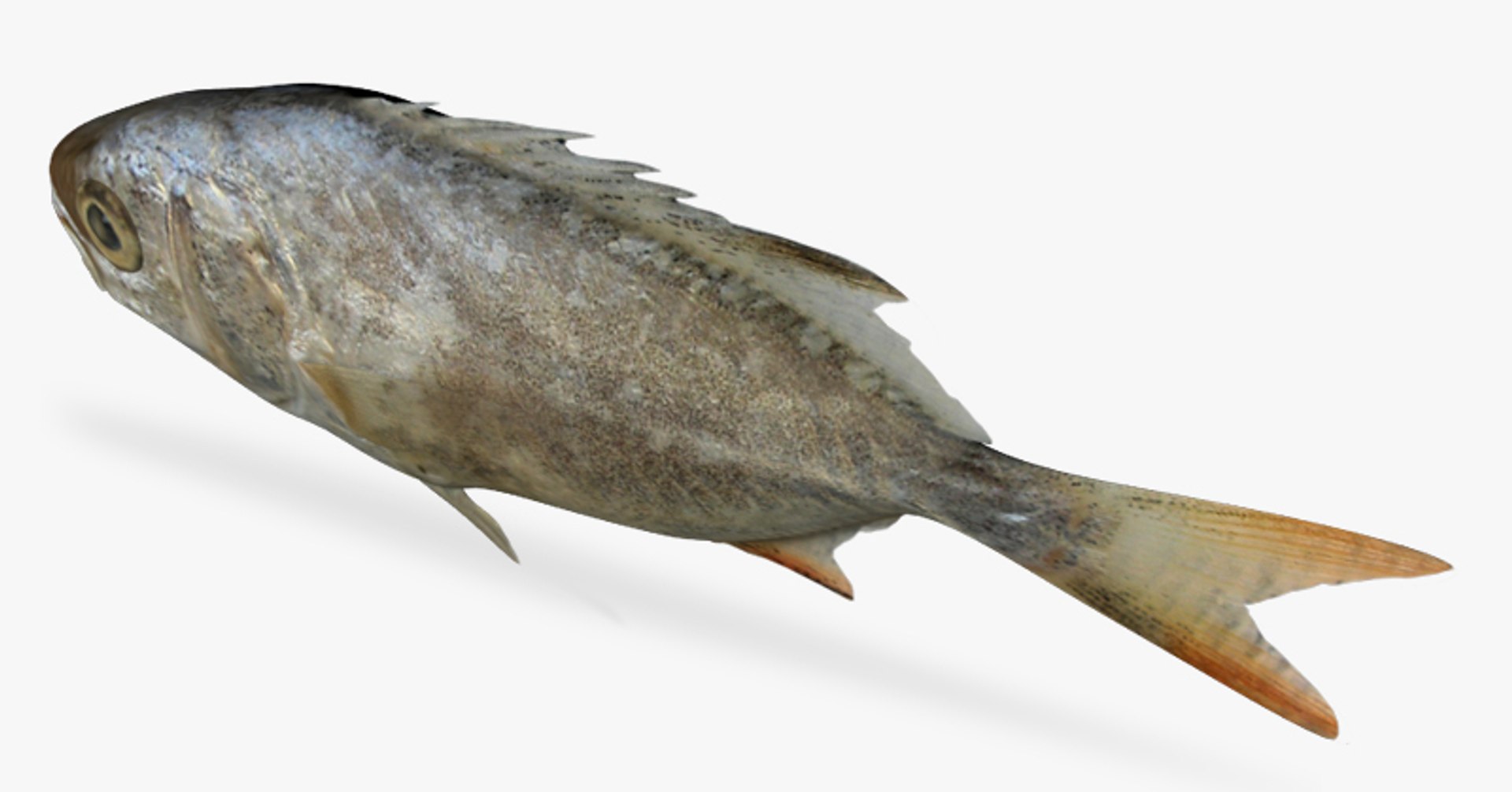 paloma pompano 3d model