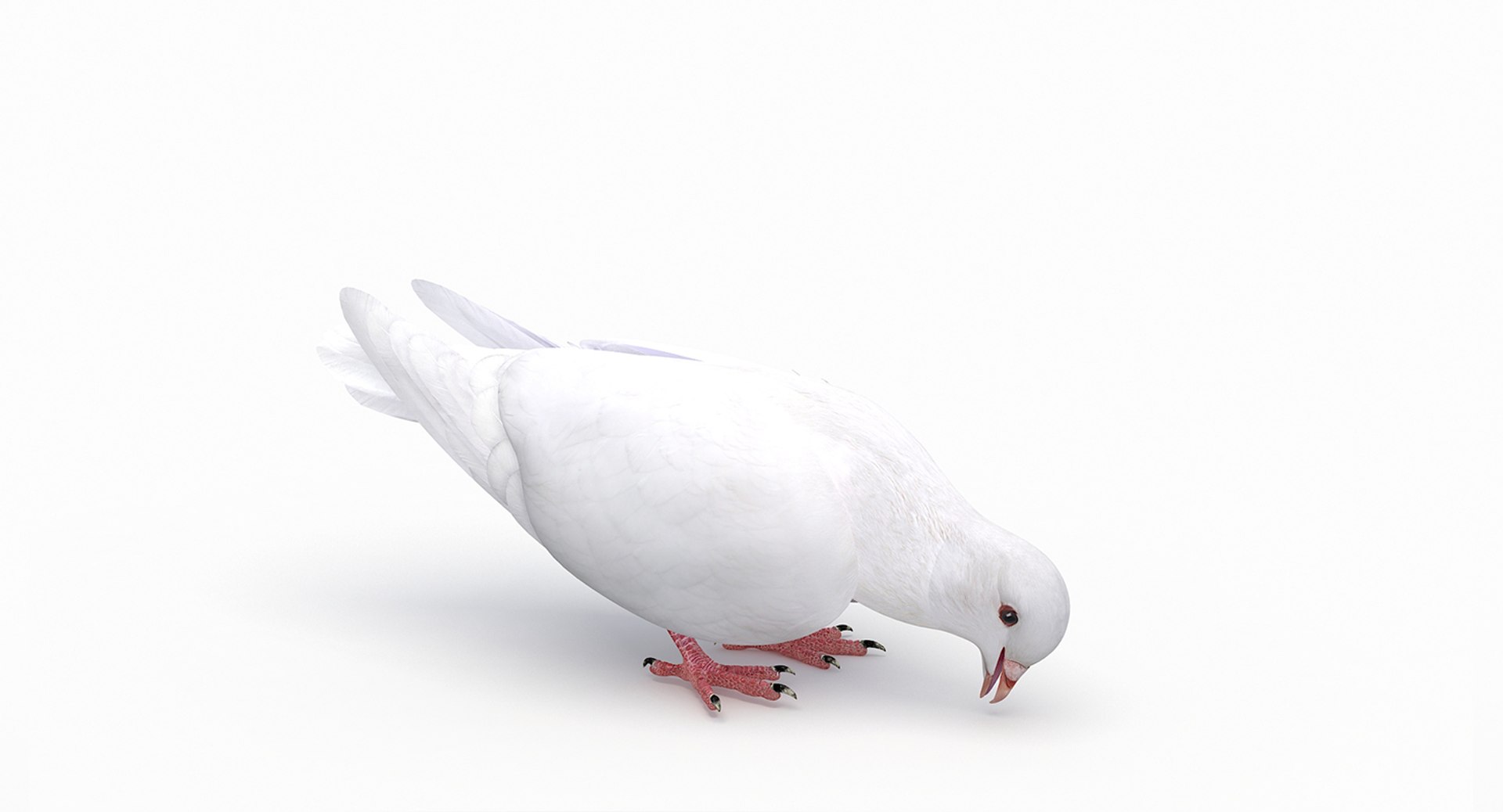 3D Dove Rigging Animation - TurboSquid 1406482