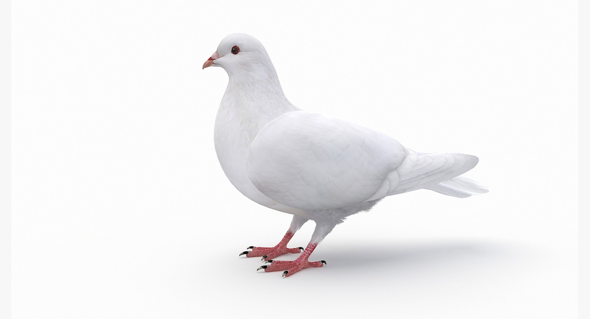 3D dove rigging animation - TurboSquid 1406482