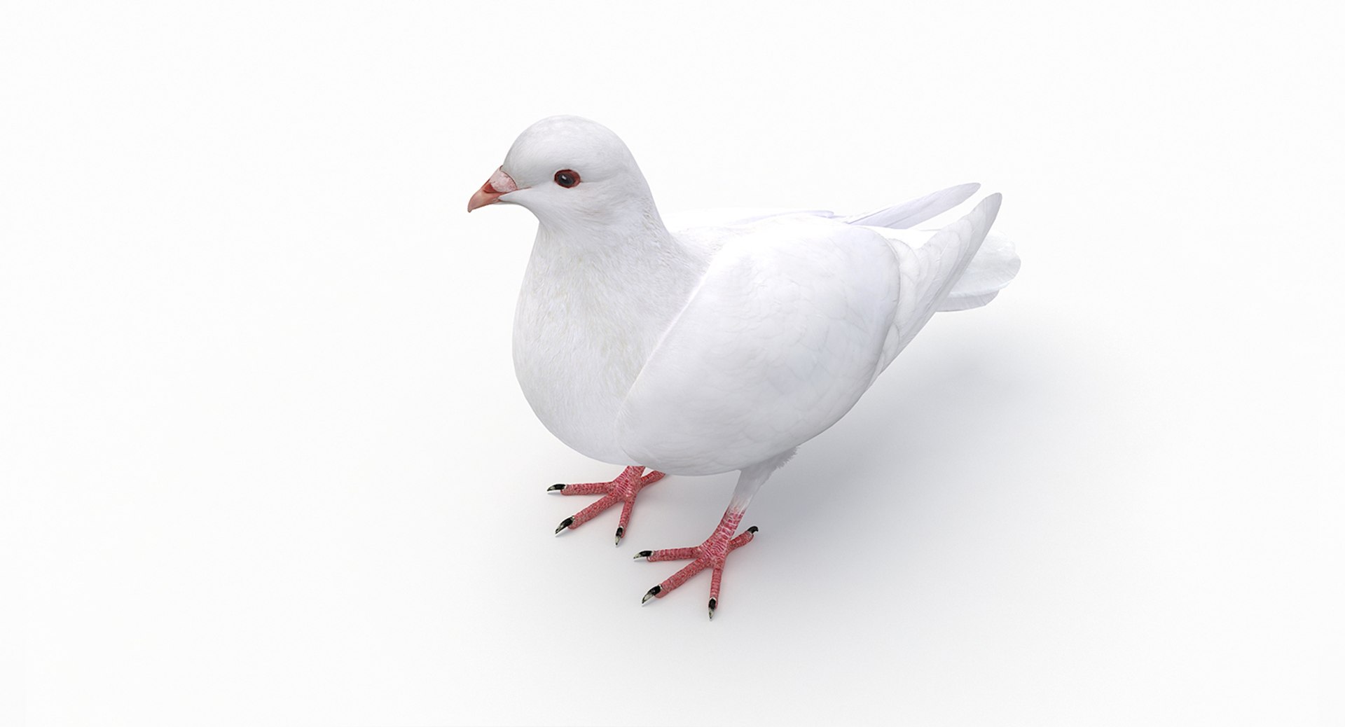 3D Dove Rigging Animation - TurboSquid 1406482