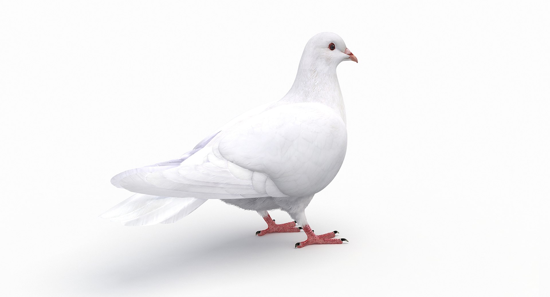 3D Dove Rigging Animation - TurboSquid 1406482